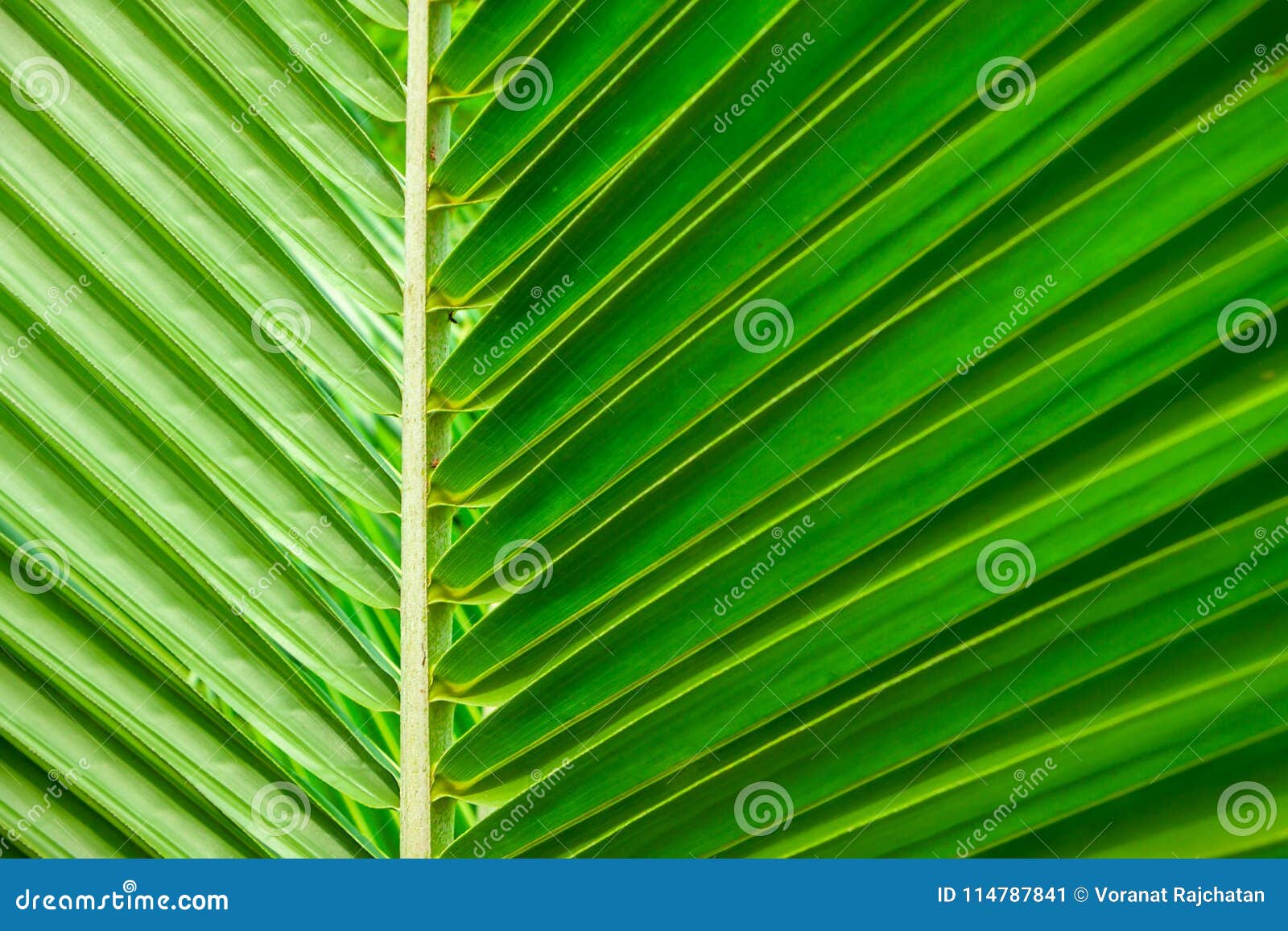 Green Palm Leaf Textures Stock Image Image Of Plant 114787841