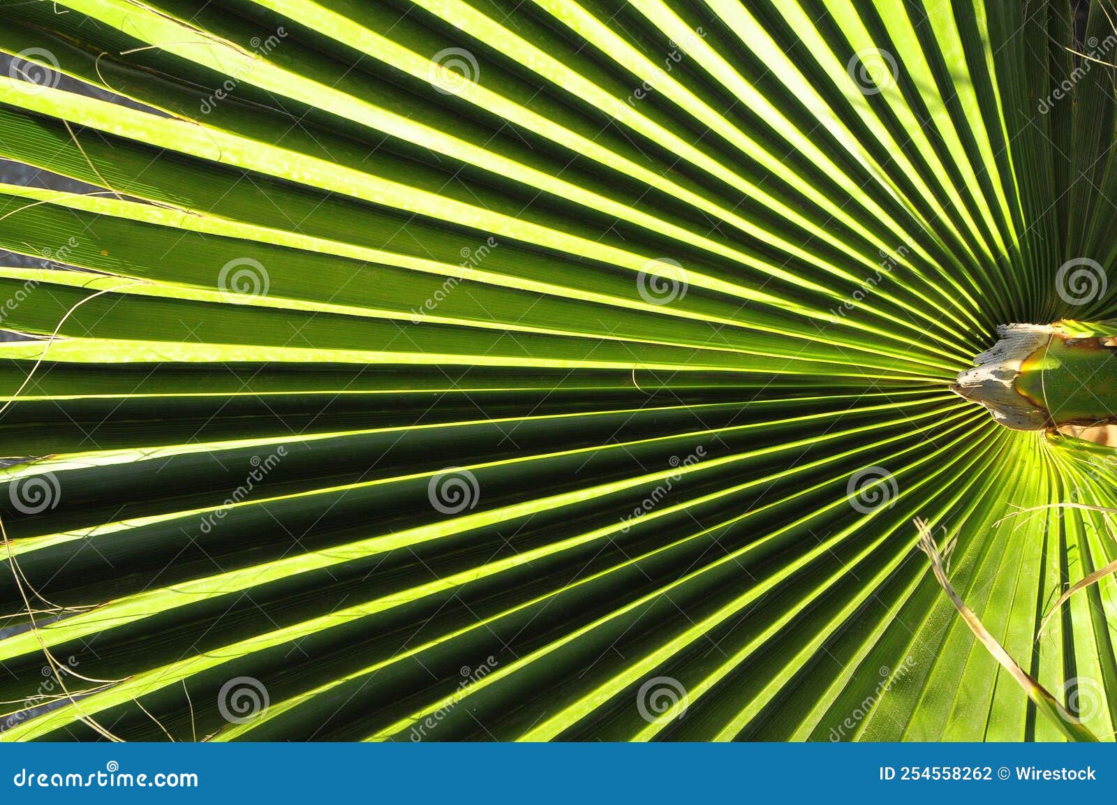Green Palm Leaves , Digital Photo Image Stock Photo - Image of lush ...