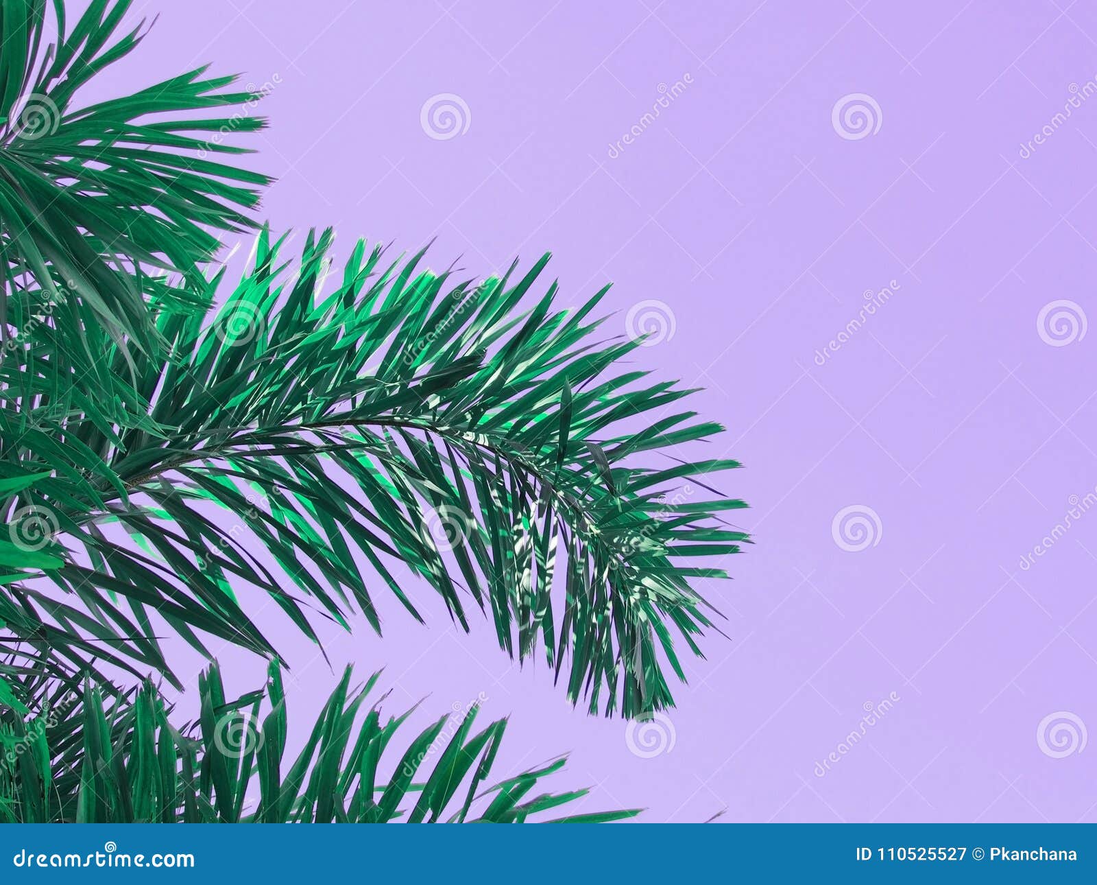 Green Palm Leaves Over Violet Background Stock Image - Image of flora ...