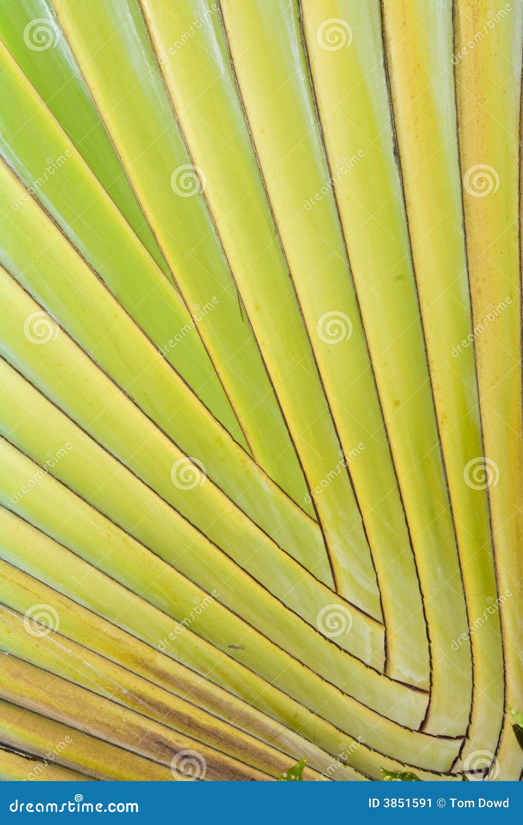Green palm leaves pattern stock image. Image of abstract - 3851591