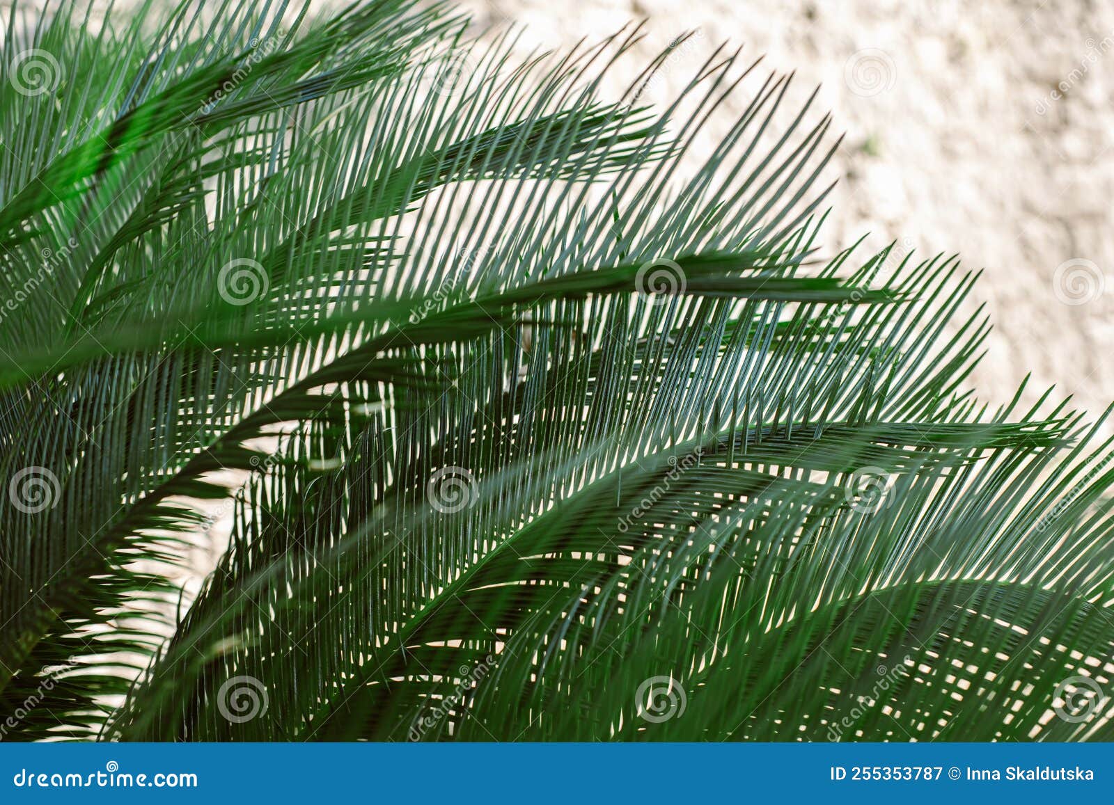 Green Palm Leaves in a Sunlight. Summer Background Stock Image - Image ...