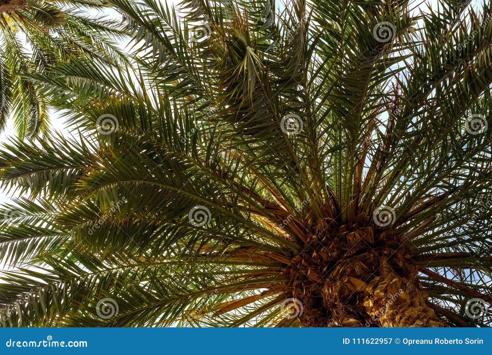 Palm tree bottom up stock image. Image of climate, freshness - 111622957