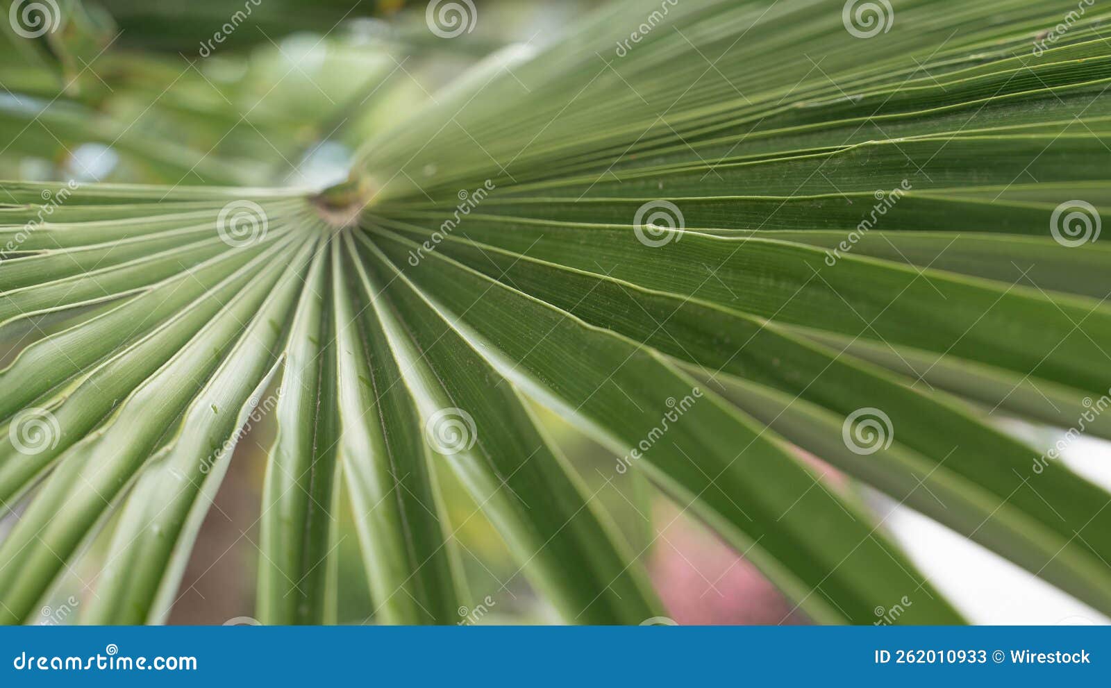 Green palm tree branch stock image. Image of environment - 262010933
