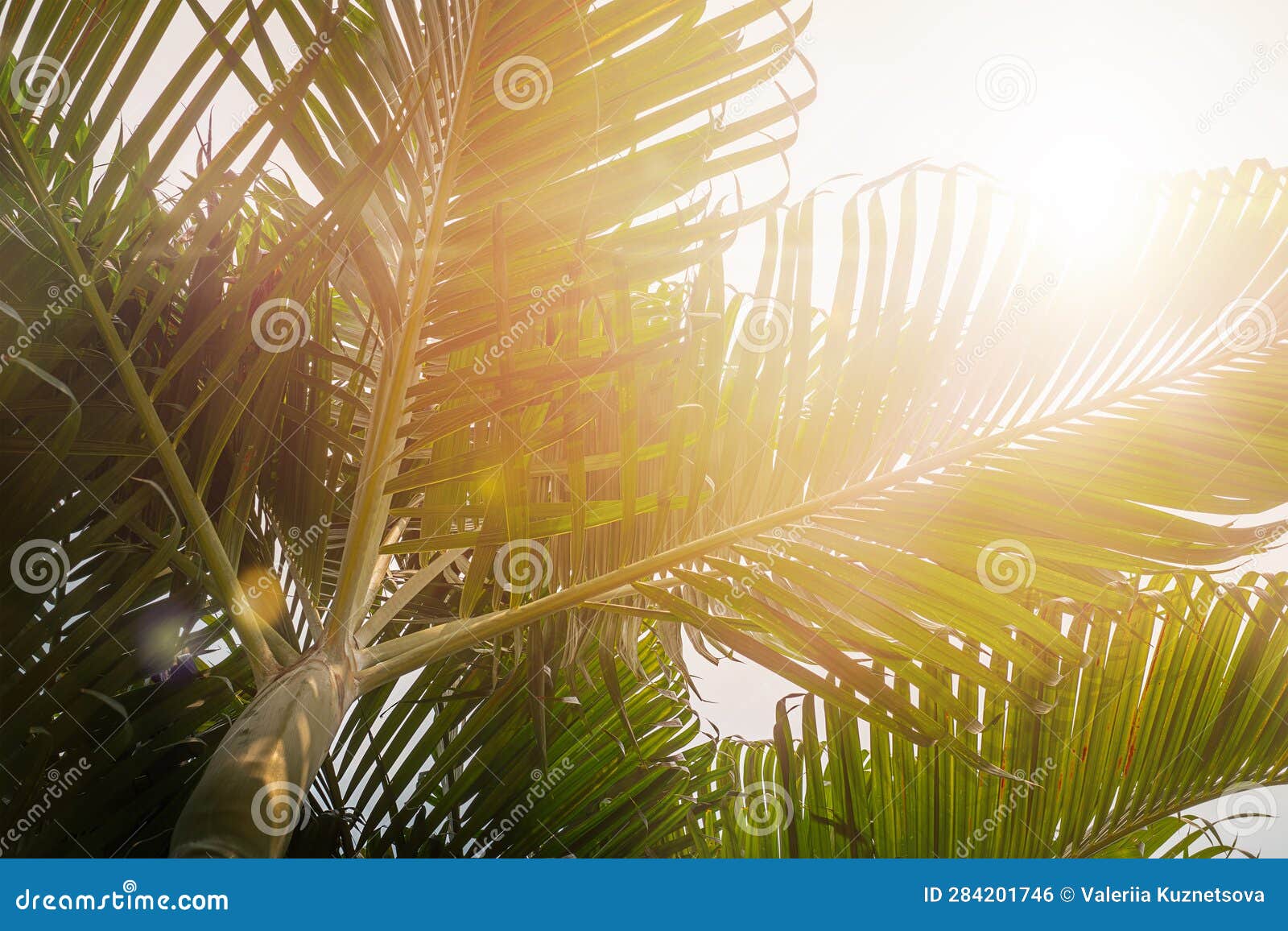 Green Palm Tree on a Hot Sunny Day Stock Photo - Image of travel ...