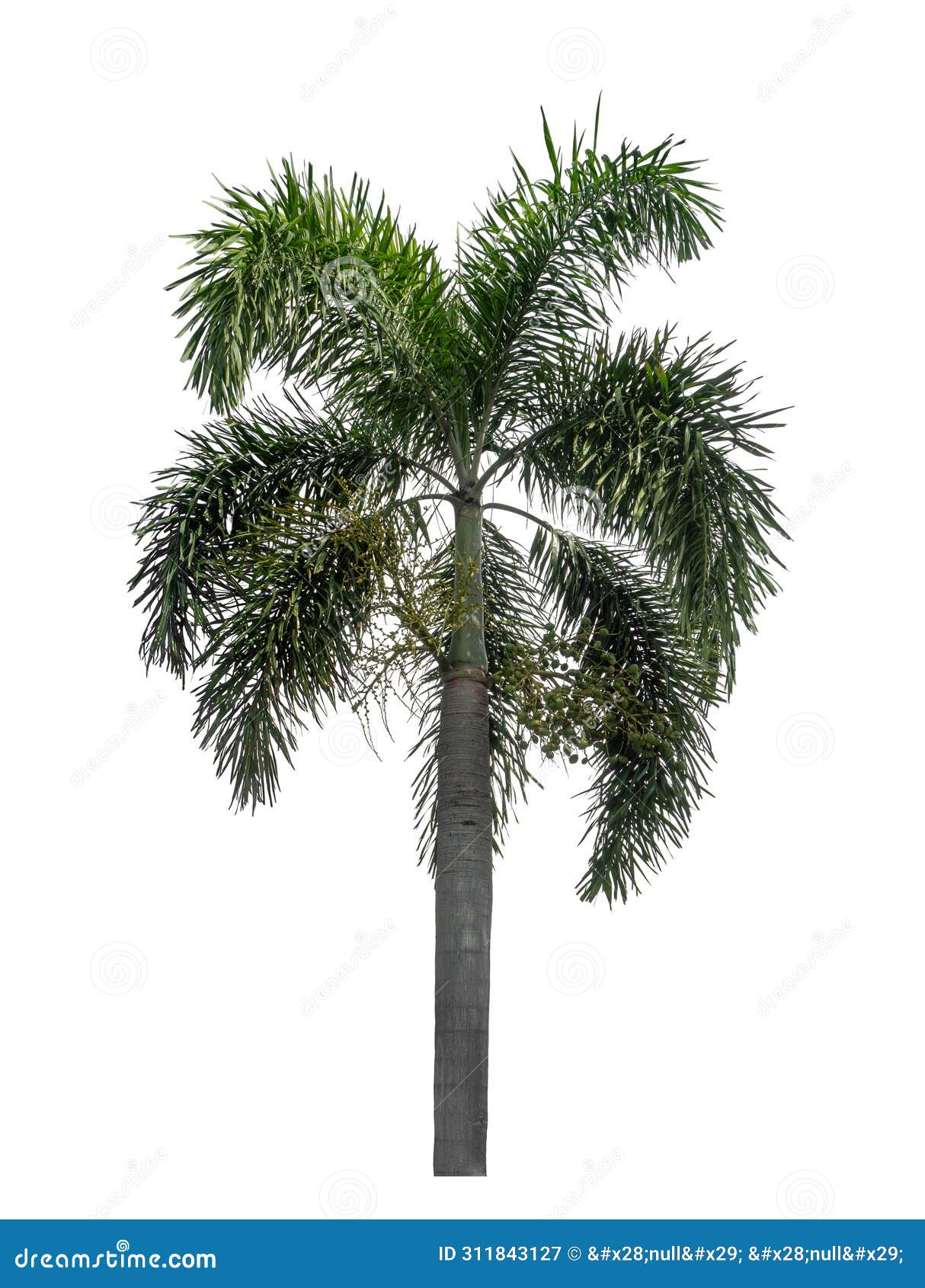 Green Palm Tree Isolated on White Background with Clipping Path and ...