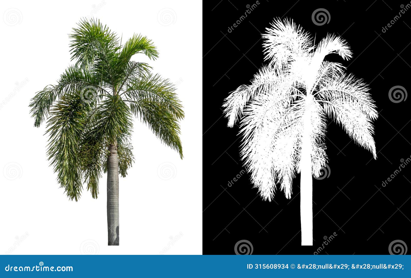 Green Palm Tree Isolated on White Background with Clipping Path and ...