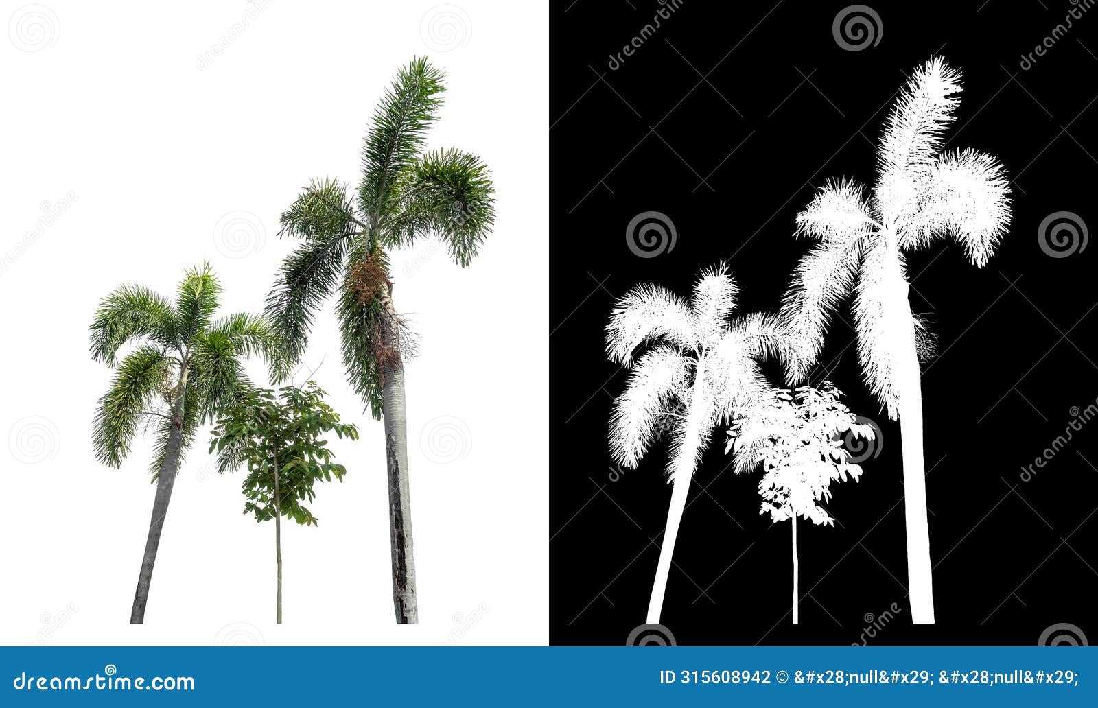 Green Palm Tree Isolated on White Background with Clipping Path and ...