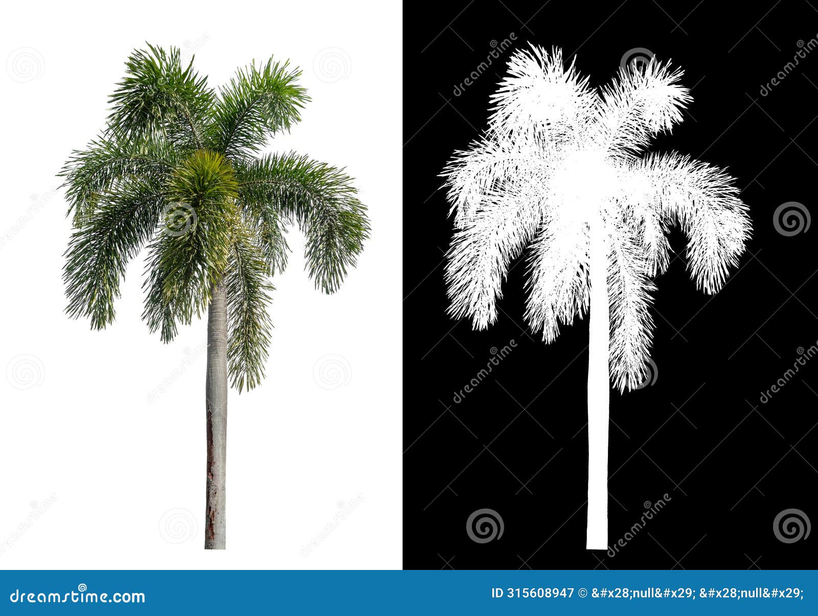 Green Palm Tree Isolated on White Background with Clipping Path and ...