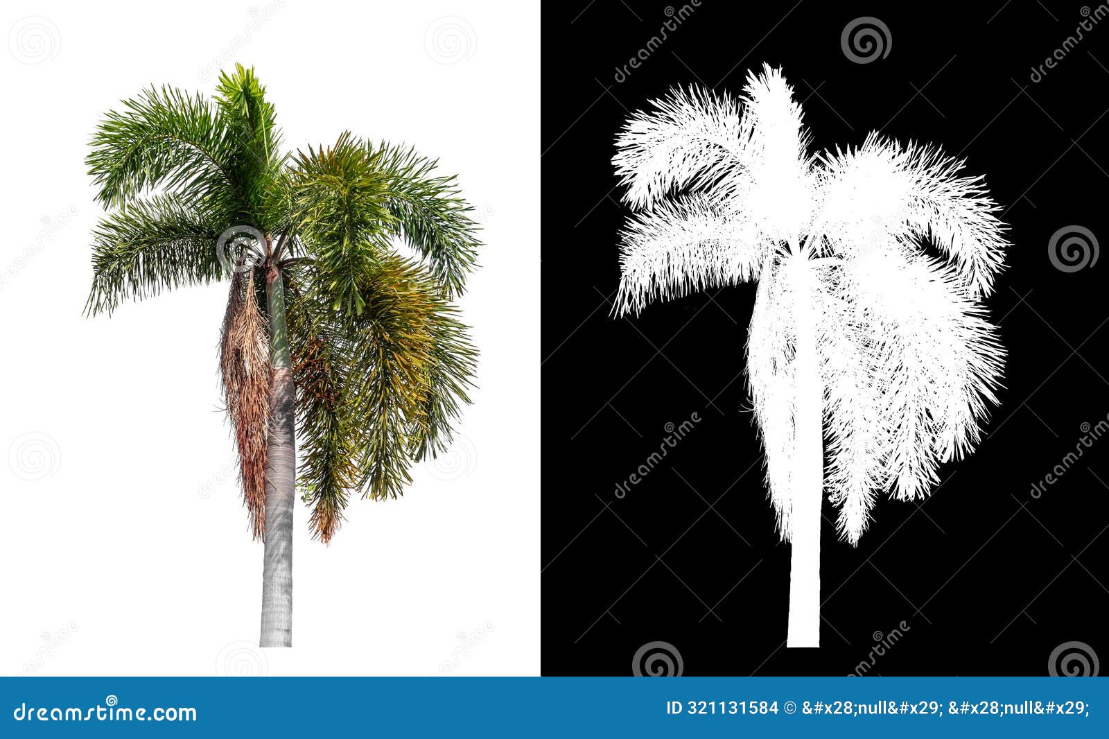 Green Palm Tree Isolated on White Background with Clipping Path and ...