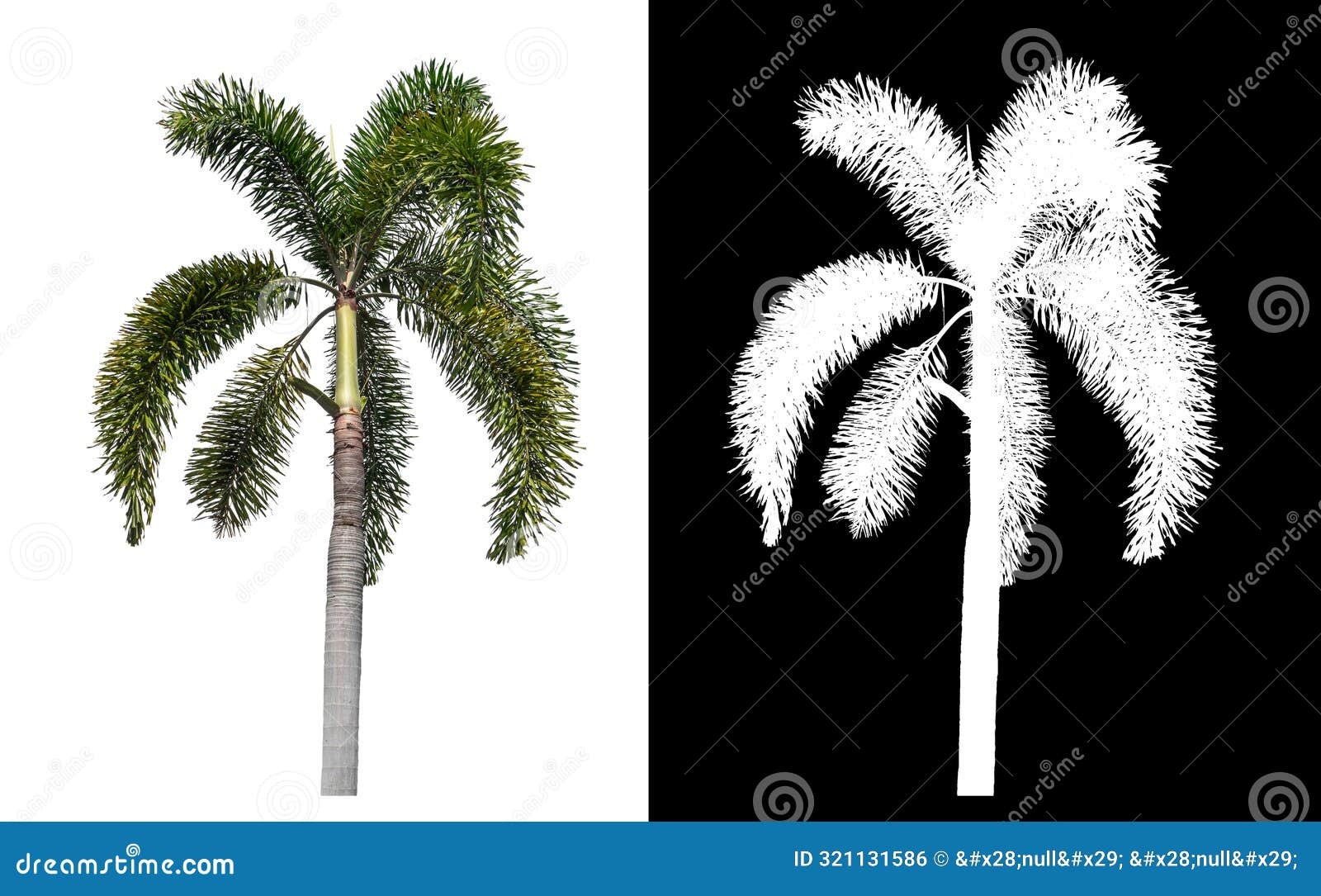 Green Palm Tree Isolated on White Background with Clipping Path and ...