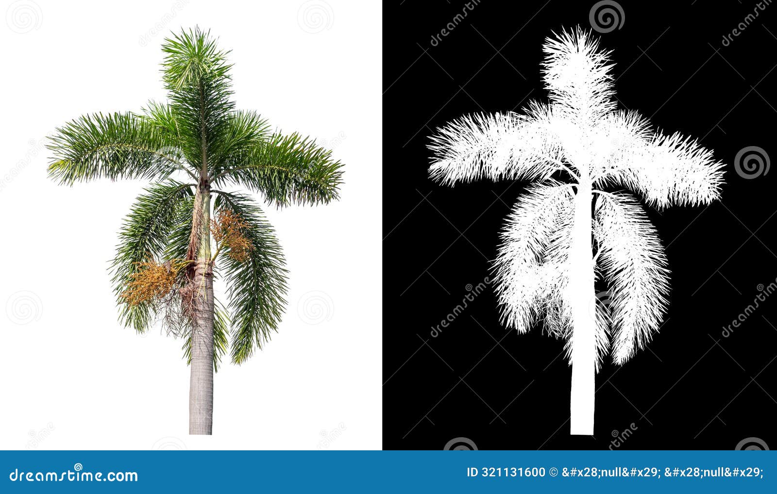 Green Palm Tree Isolated on White Background with Clipping Path and ...