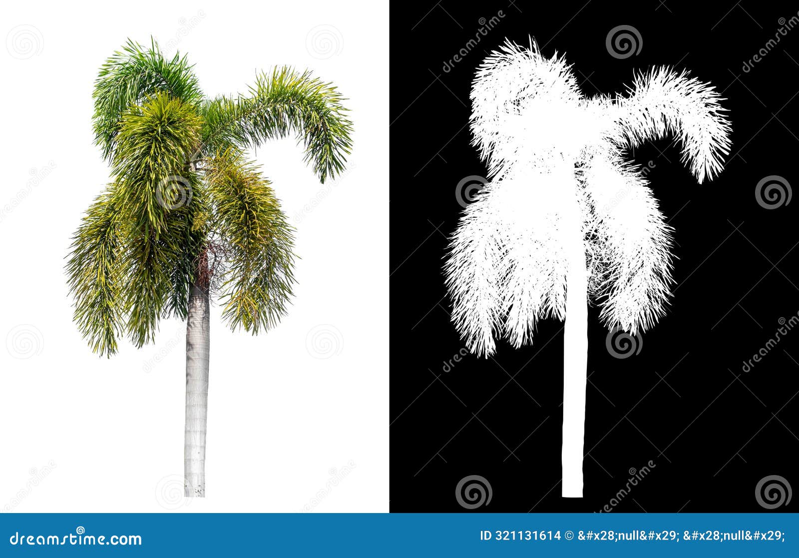 Green Palm Tree Isolated on White Background with Clipping Path and ...