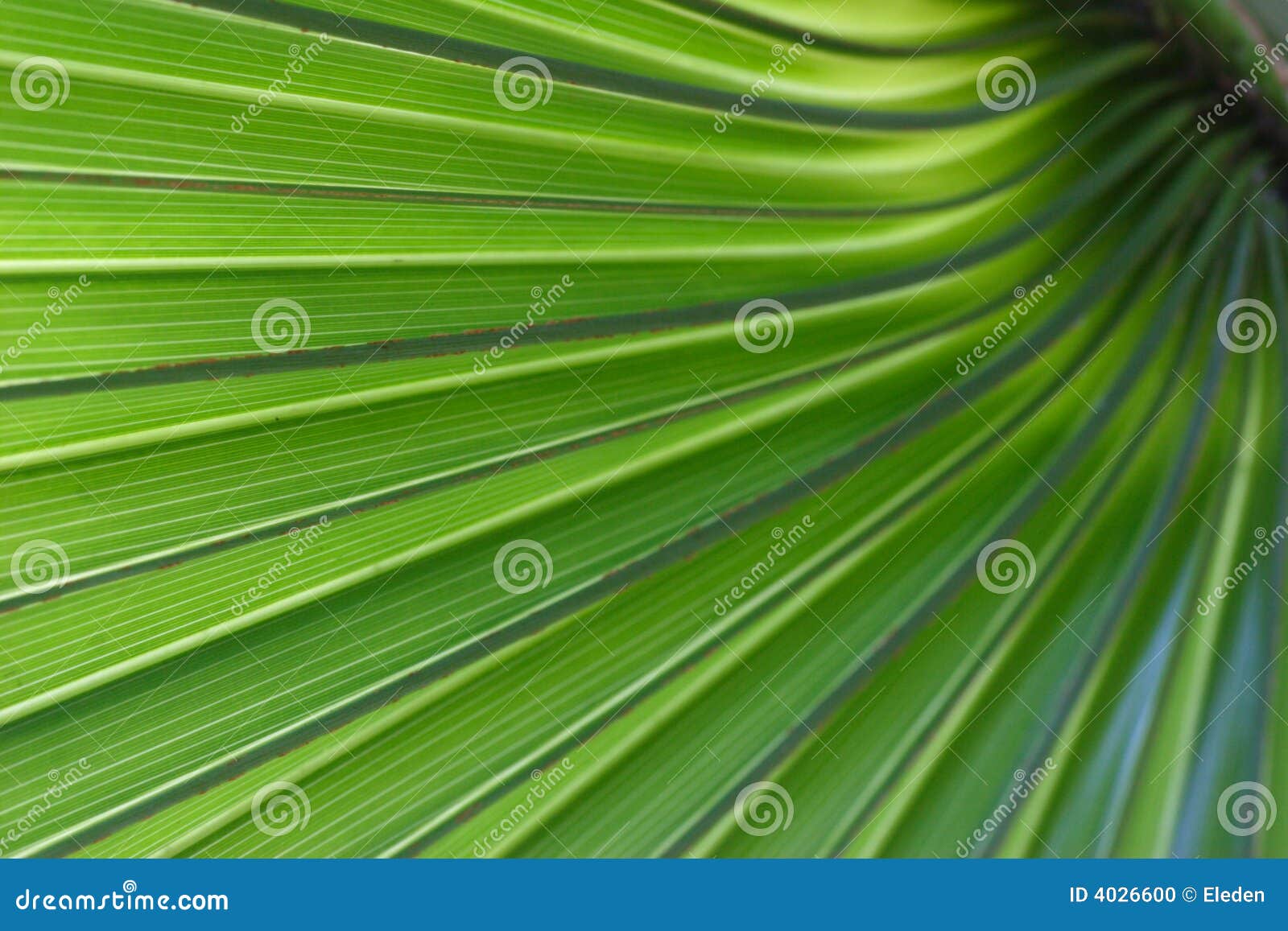 Green Palm Tree Leaf stock photo. Image of trunk, frond - 4026600