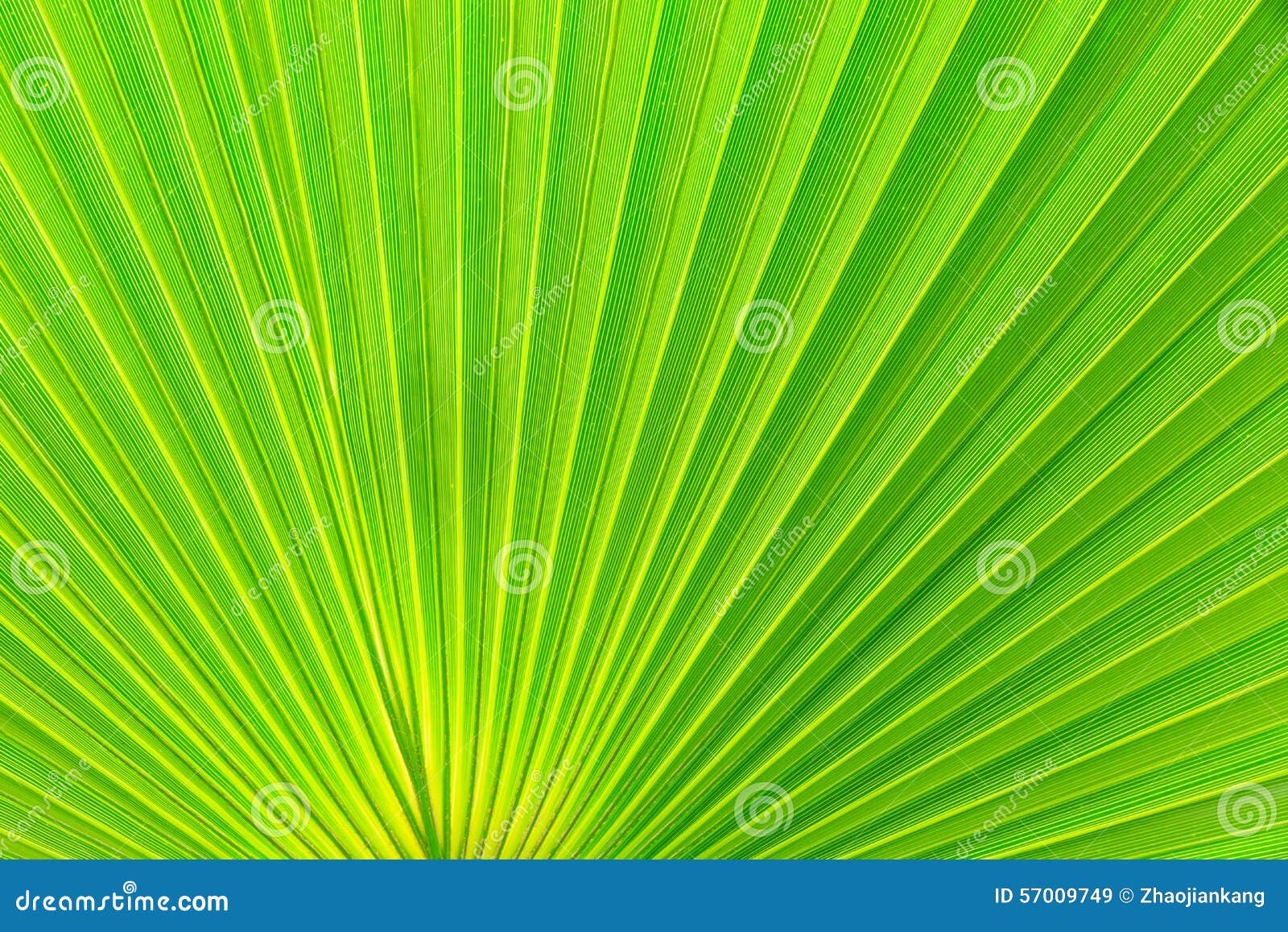 Green palm tree leaf stock image. Image of leaf, climate - 57009749
