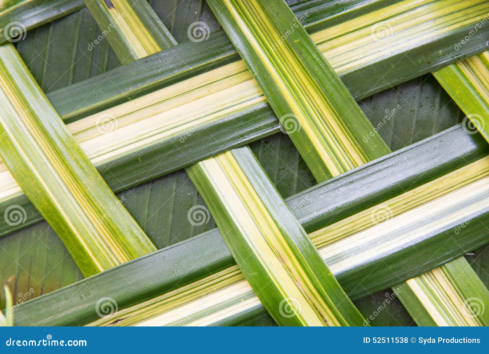 Green Palm Tree Leaf Grid Texture Stock Photo - Image of concept, frond ...