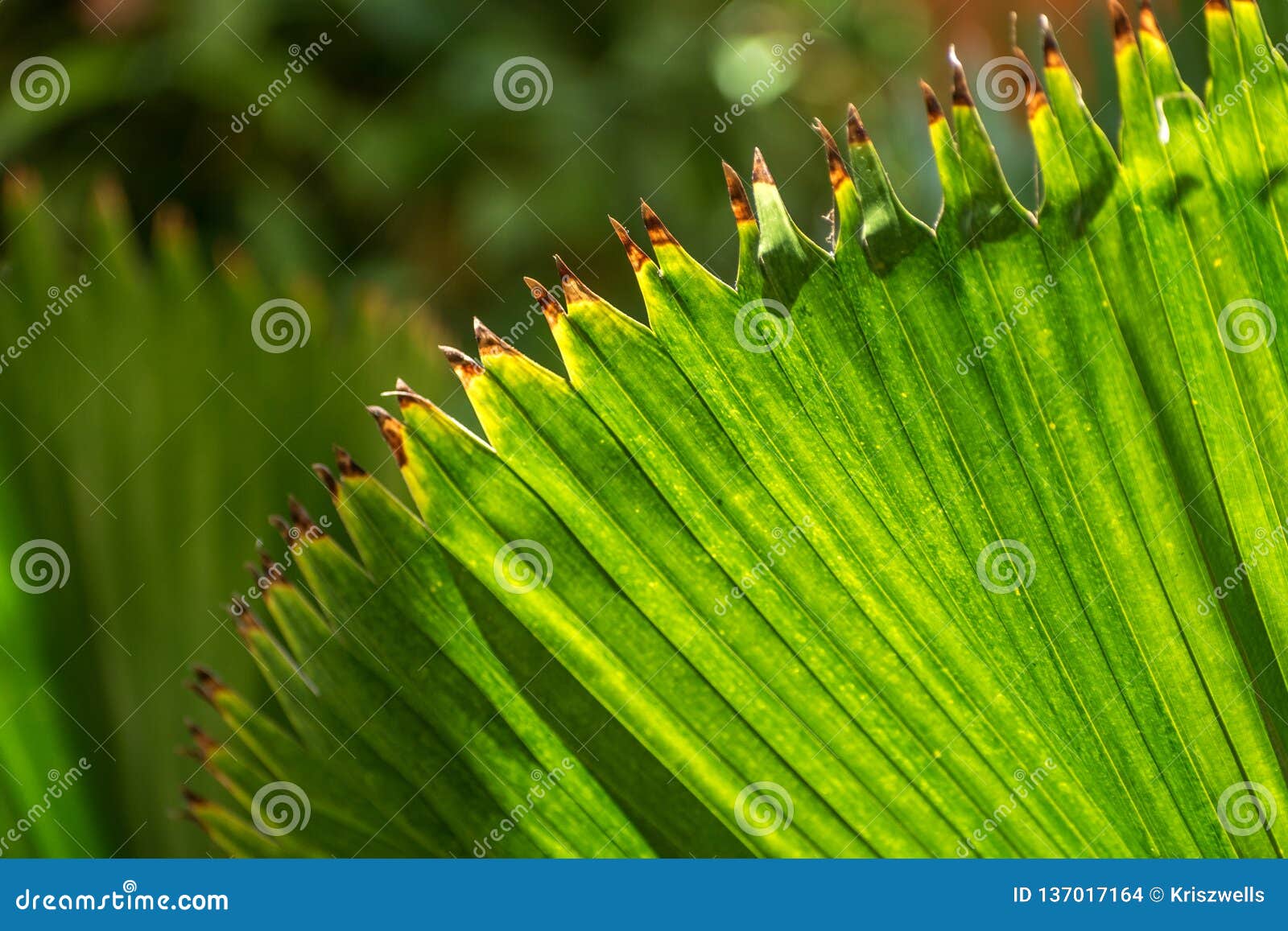 Green palm tree leaf stock photo. Image of leaf, brown - 137017164