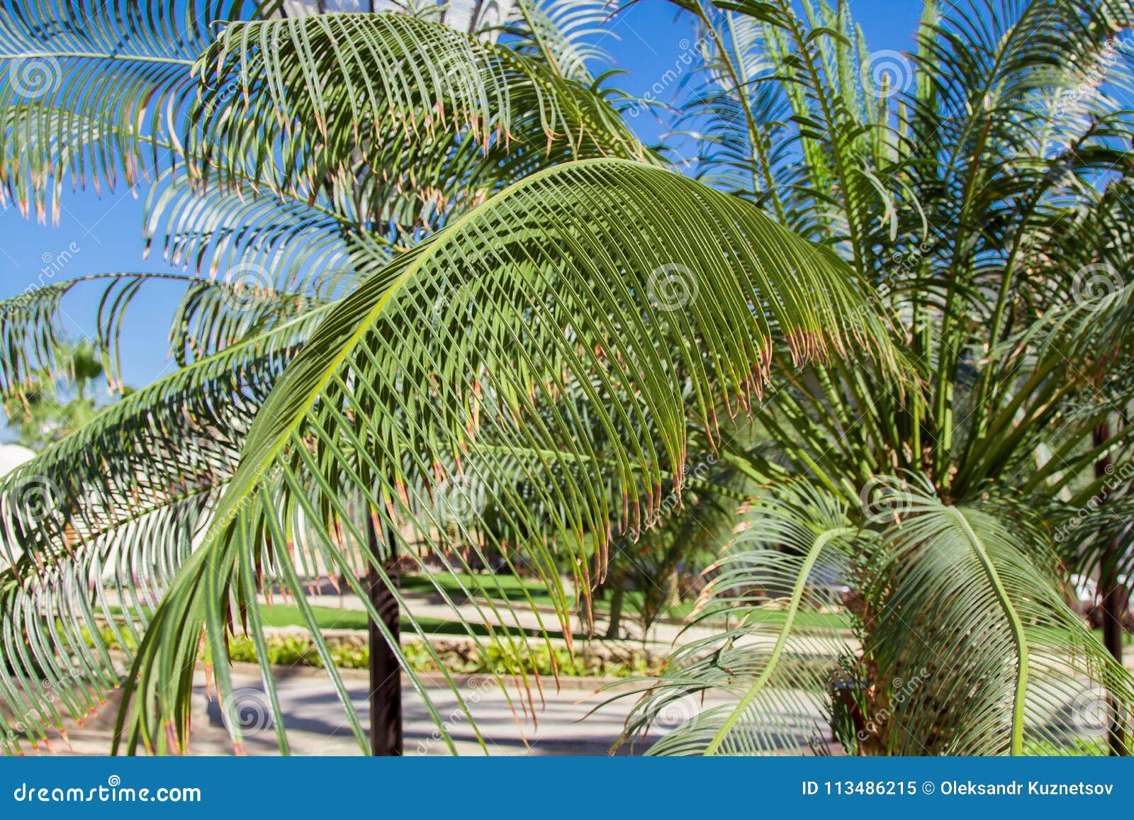 Green Palm Tree Leaves Macro on Blue Sky Background Stock Image - Image ... Green Palm Tree Leaves Macro on Blue Sky Background Stock Image - Image ...