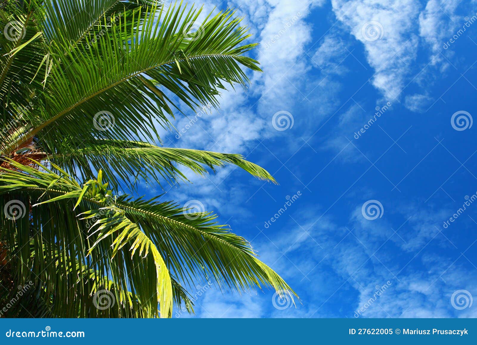 Green Palm Tree Over Blue Sky Stock Image - Image of exotic, leaf: 27622005