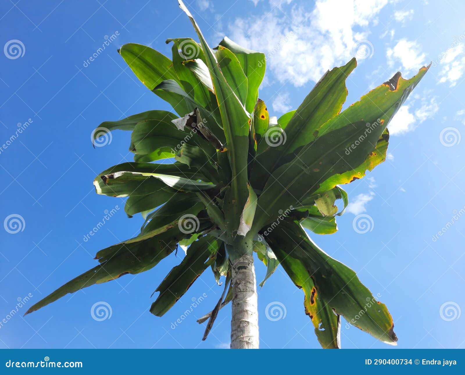 Green Palm Trees Bright Sky Background Stock Photo - Image of palm ...