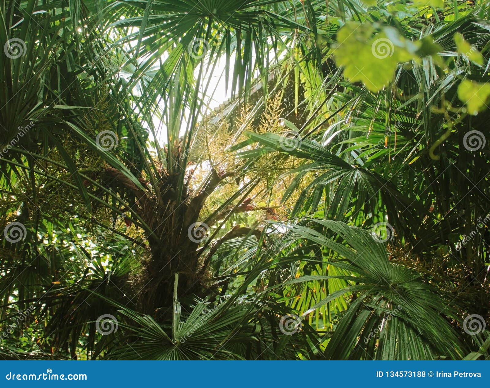Green Palm Trees in the Rain Stock Photo - Image of commodity, asia ...