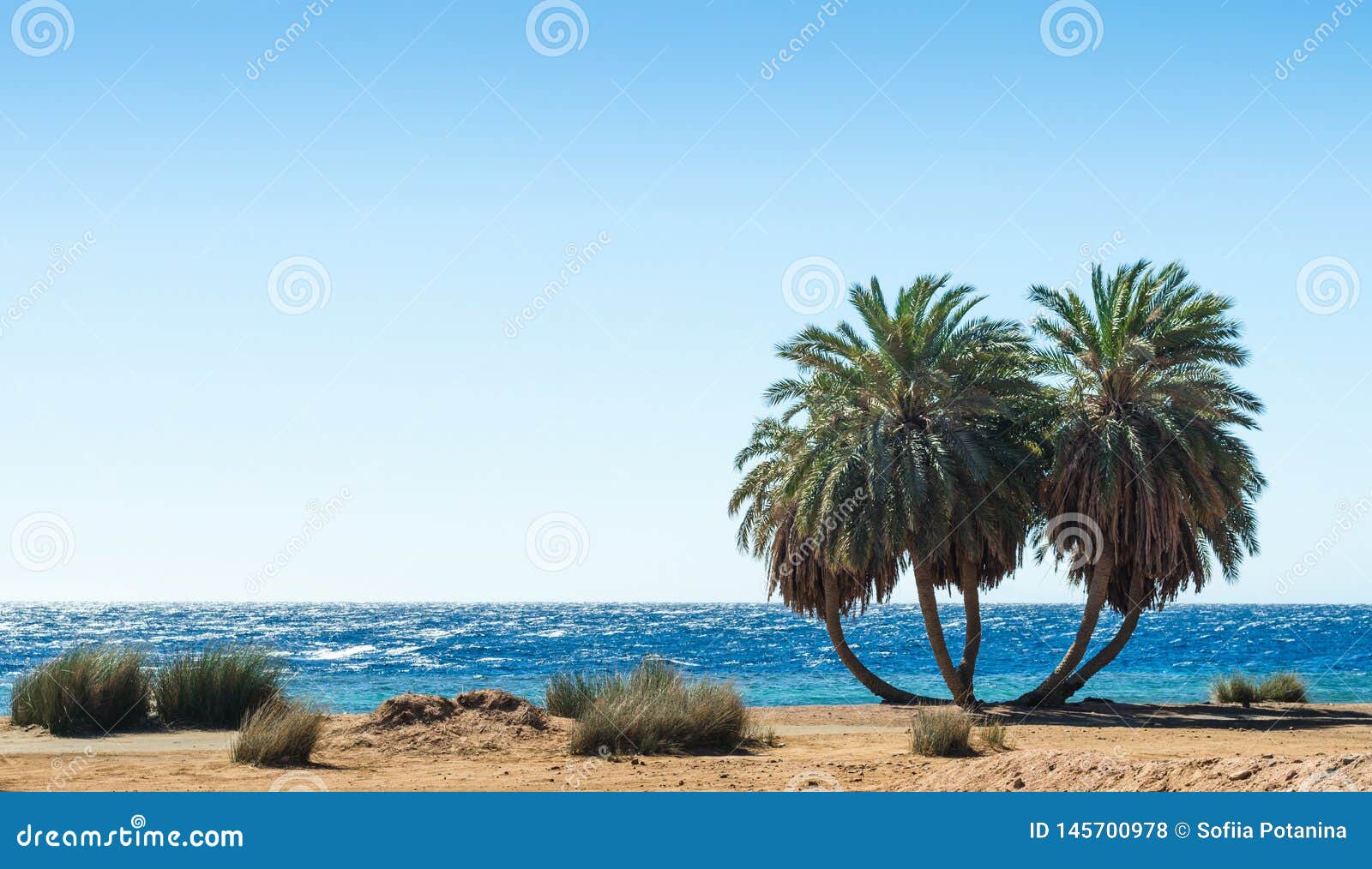 Green Palm Trees on the Red Sea in Egypt Stock Photo - Image of oasis ...