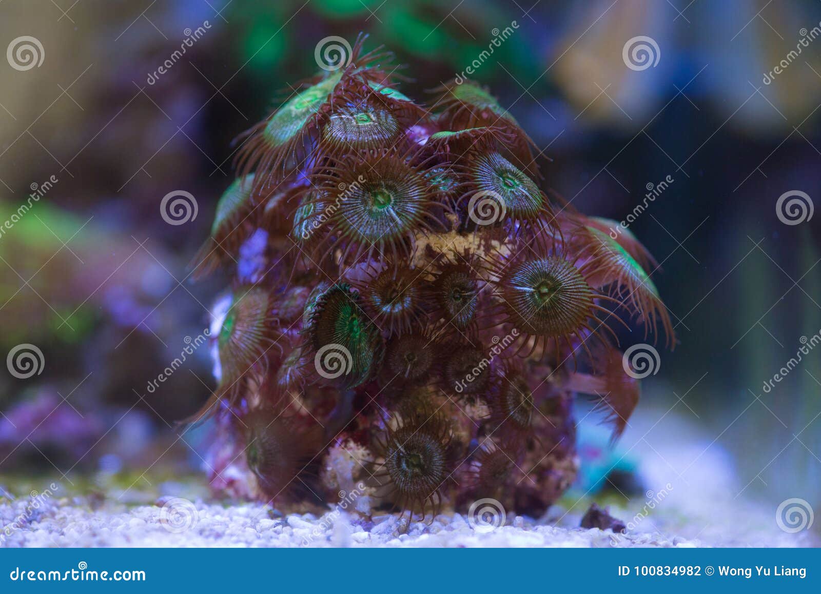 Palythoa button coral stock photo. Image of diversity - 100834982