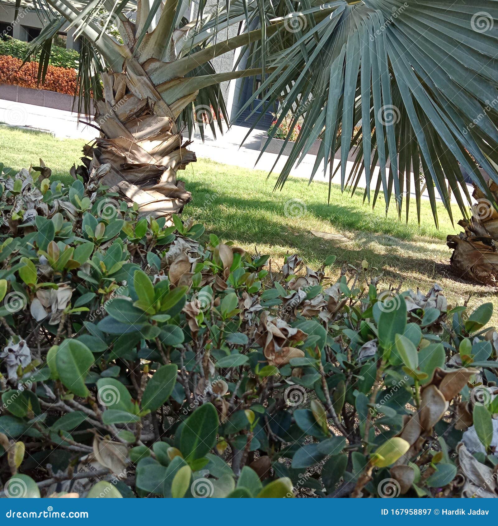 This is a green Tree pan stock image. Image of environment - 167958897