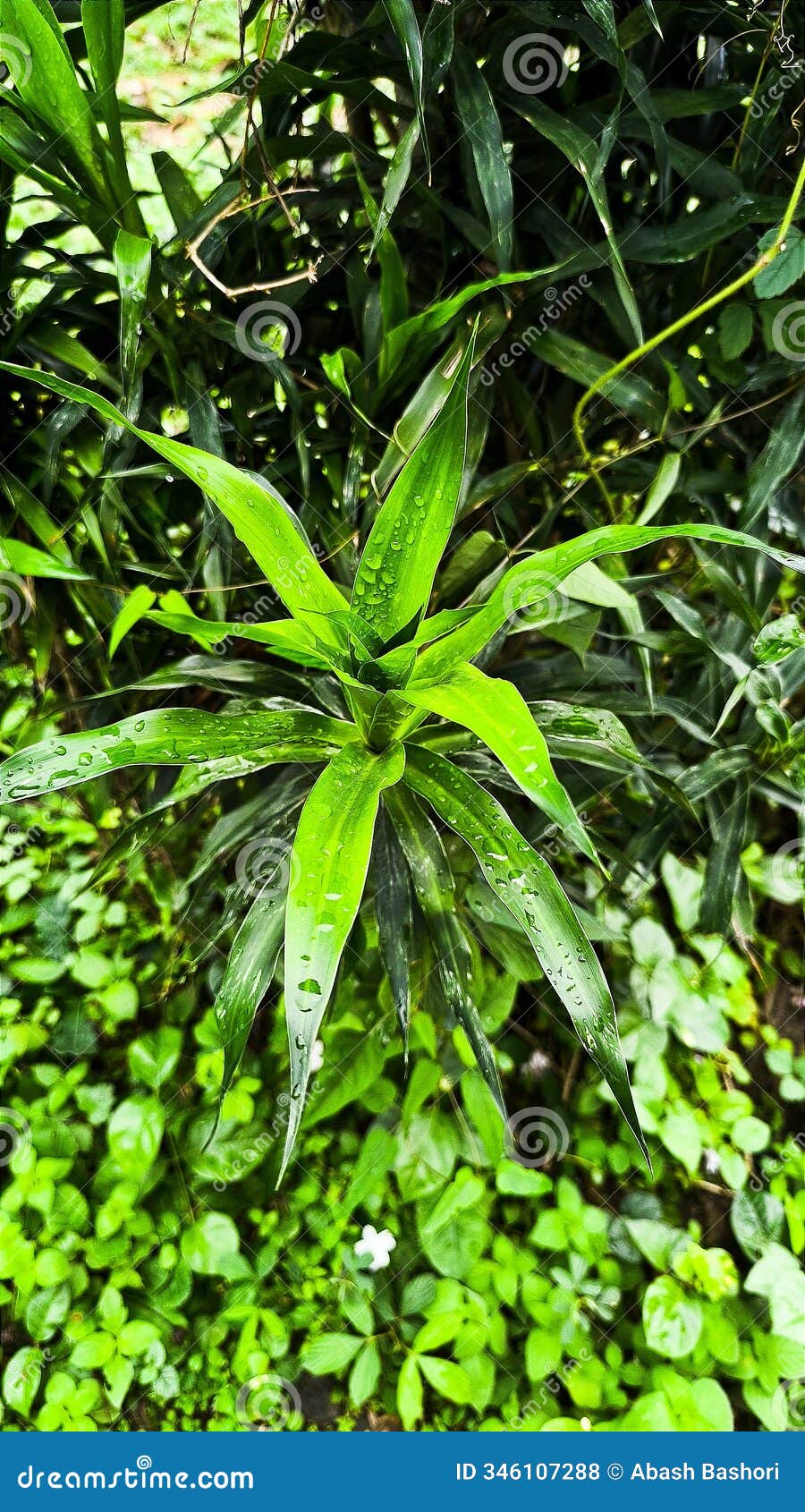 Green pandan stock photo. Image of 12345, garden, leaf - 346107288