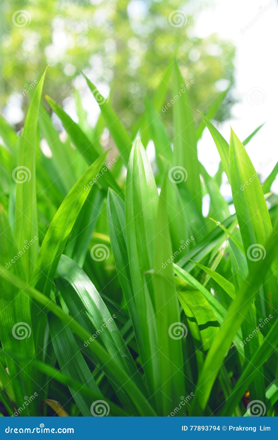 Green pandan leaf stock photo. Image of flora, gardening - 77893794