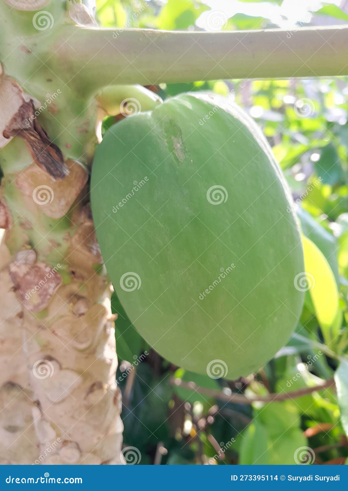 Green papaya fruit stock photo. Image of looks, good - 273395114