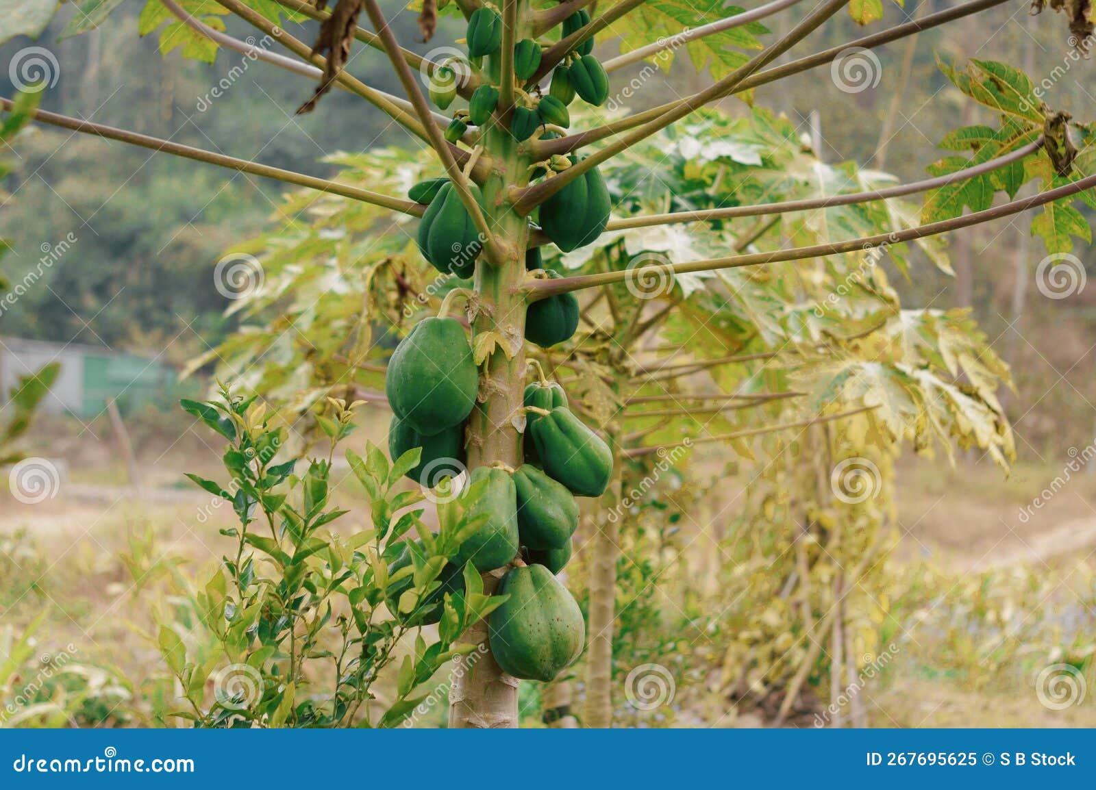Green Papaya Fruit Tree in a Backyard Garden Stock Image - Image of ...