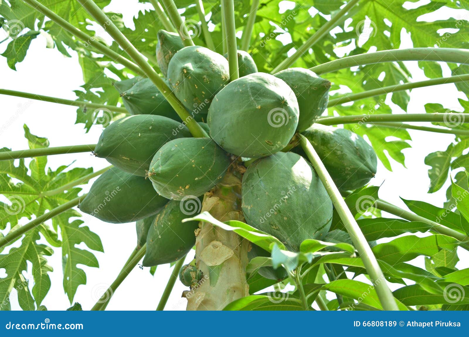 Green Papaya Fruit on the Tree Stock Image - Image of close, papaya ...