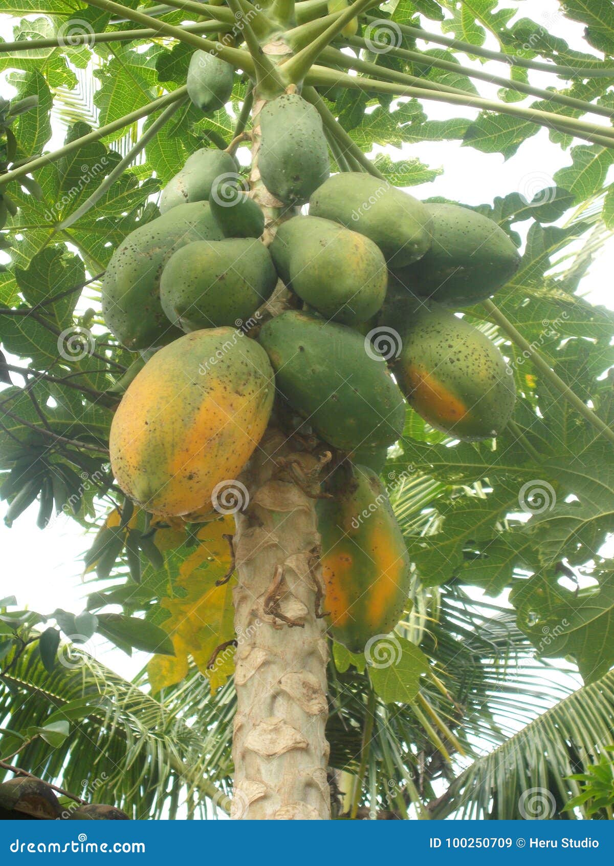 Green Papaya Fruits on the Tree Stock Image - Image of closeup, eating ...