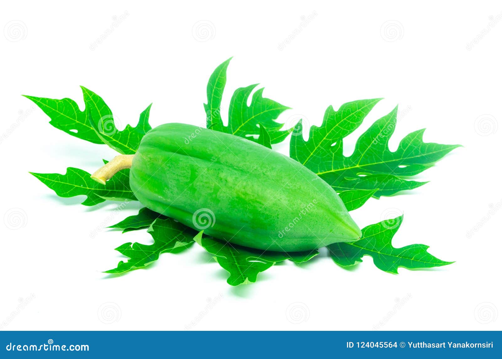 Green Papaya Leave Isolated on White Background Stock Photo - Image of ... Green Papaya Leave Isolated on White Background Stock Photo - Image of ...
