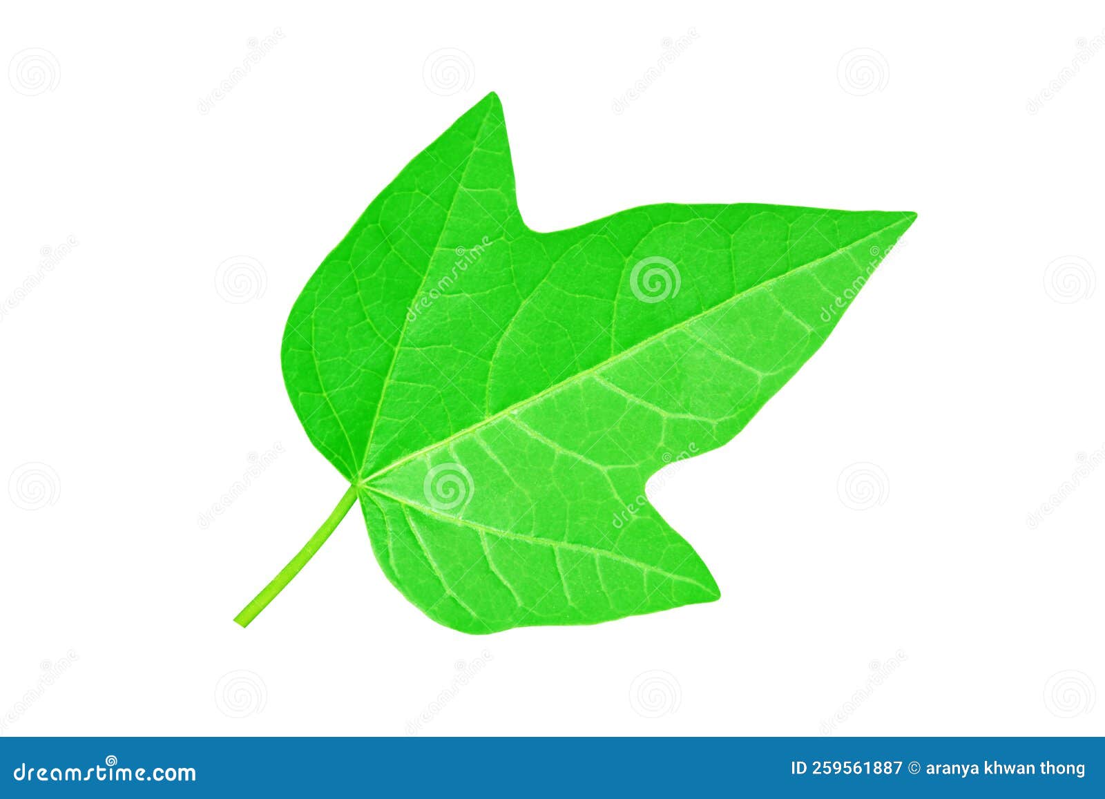Green Papaya Leaves, Single Green Leaves Isolated on White Background ... Green Papaya Leaves, Single Green Leaves Isolated on White Background ...