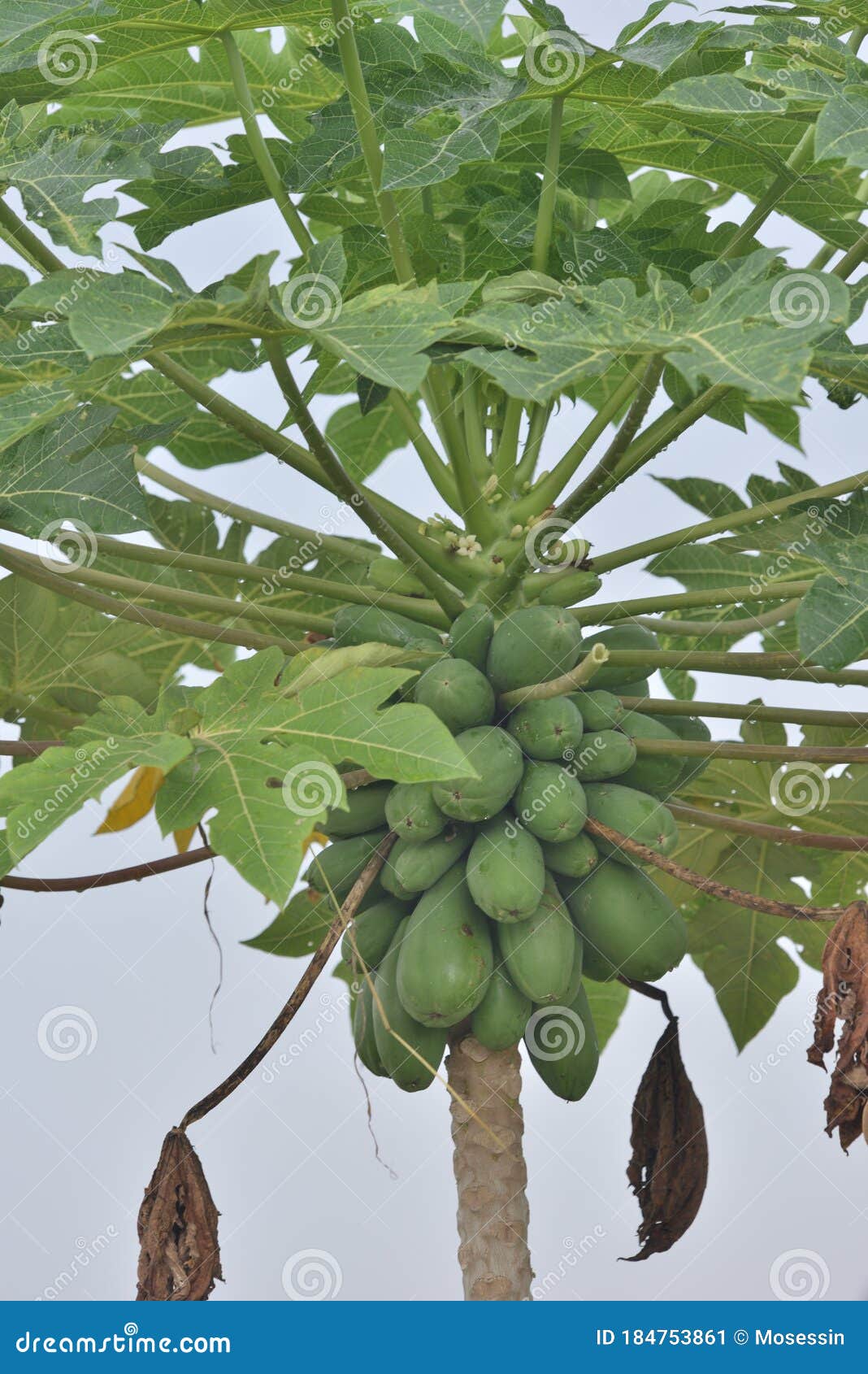 Papaya tree stock image. Image of tropical, garden, papaya - 184753861