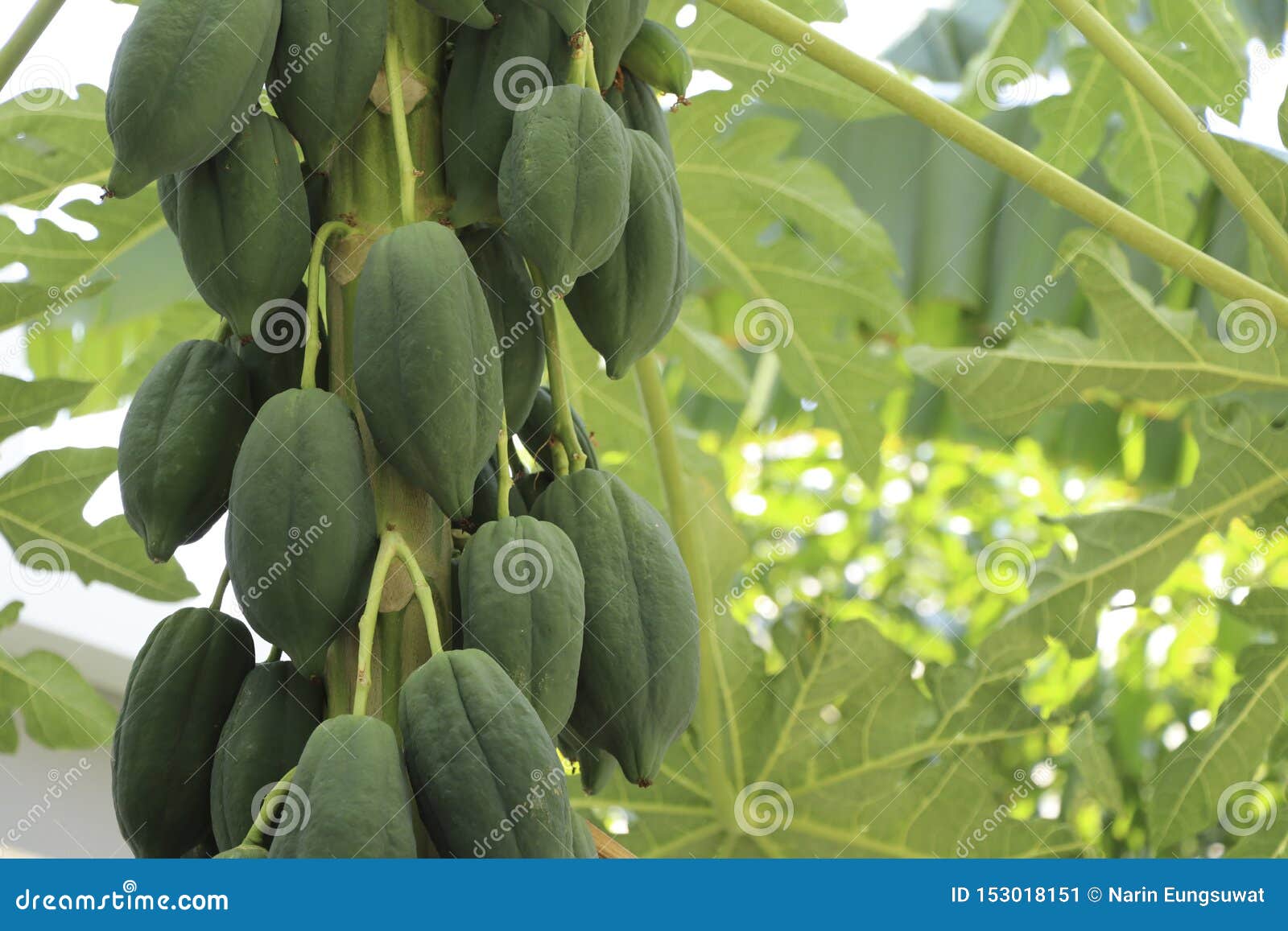 The Green Papaya is on the Papaya Tree. Stock Image - Image of leaf ...
