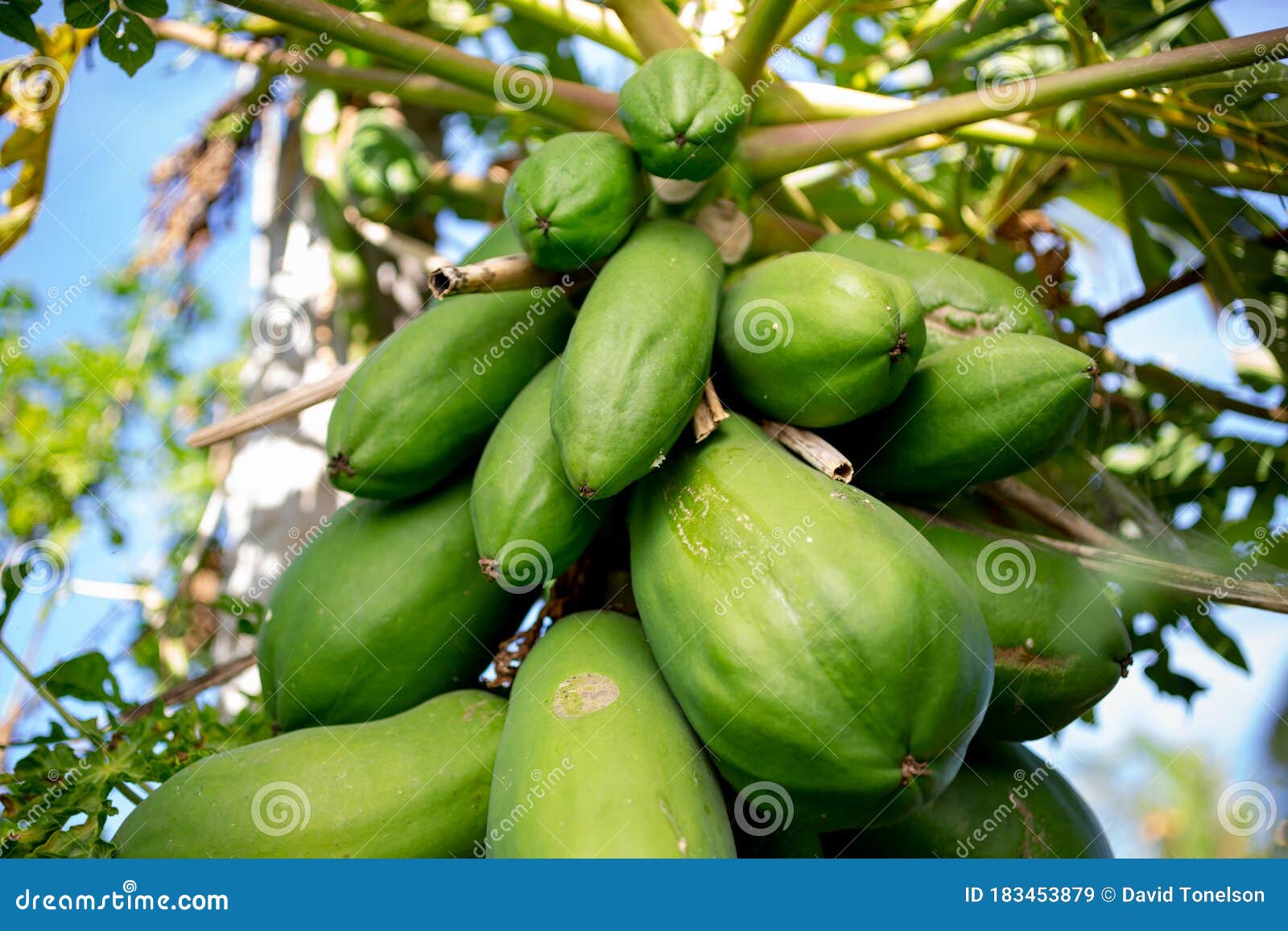 Green papaya tree stock image. Image of garden, ingredient - 183453879
