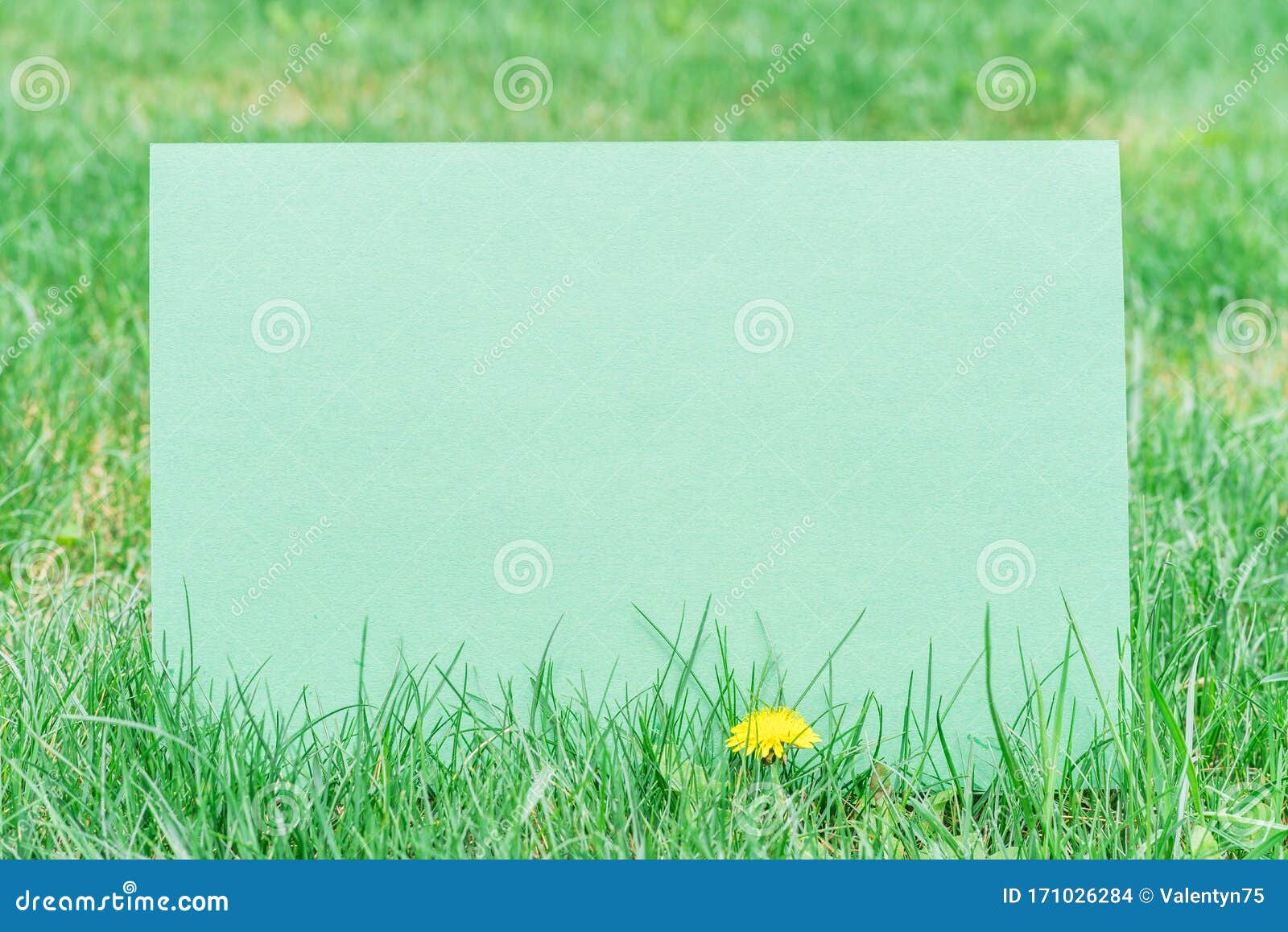 Green Paper Blank on the Green Grass. Green Grass As a Frame Stock ...