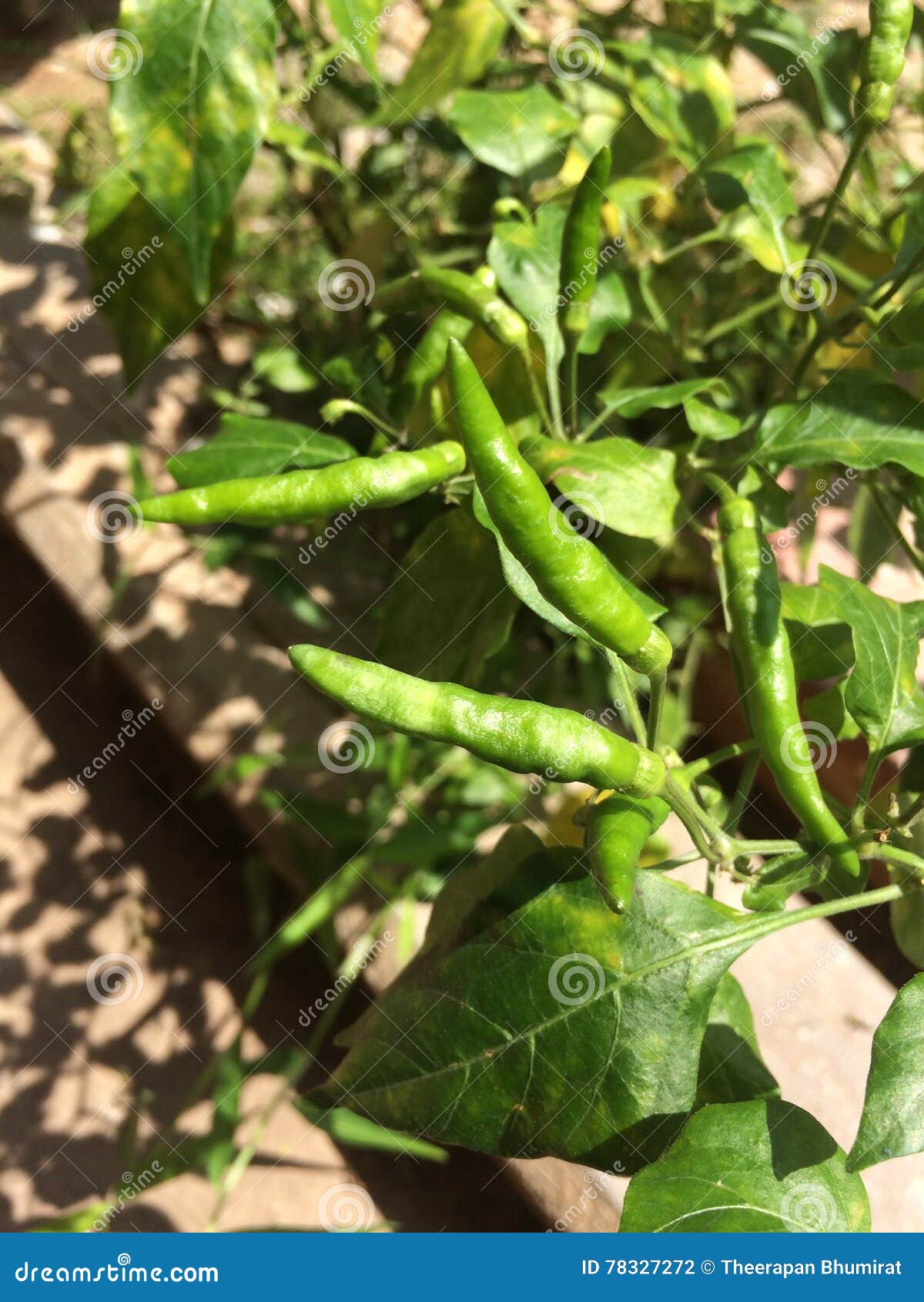 Green papper stock photo. Image of spicy, vegetable, farm - 78327272