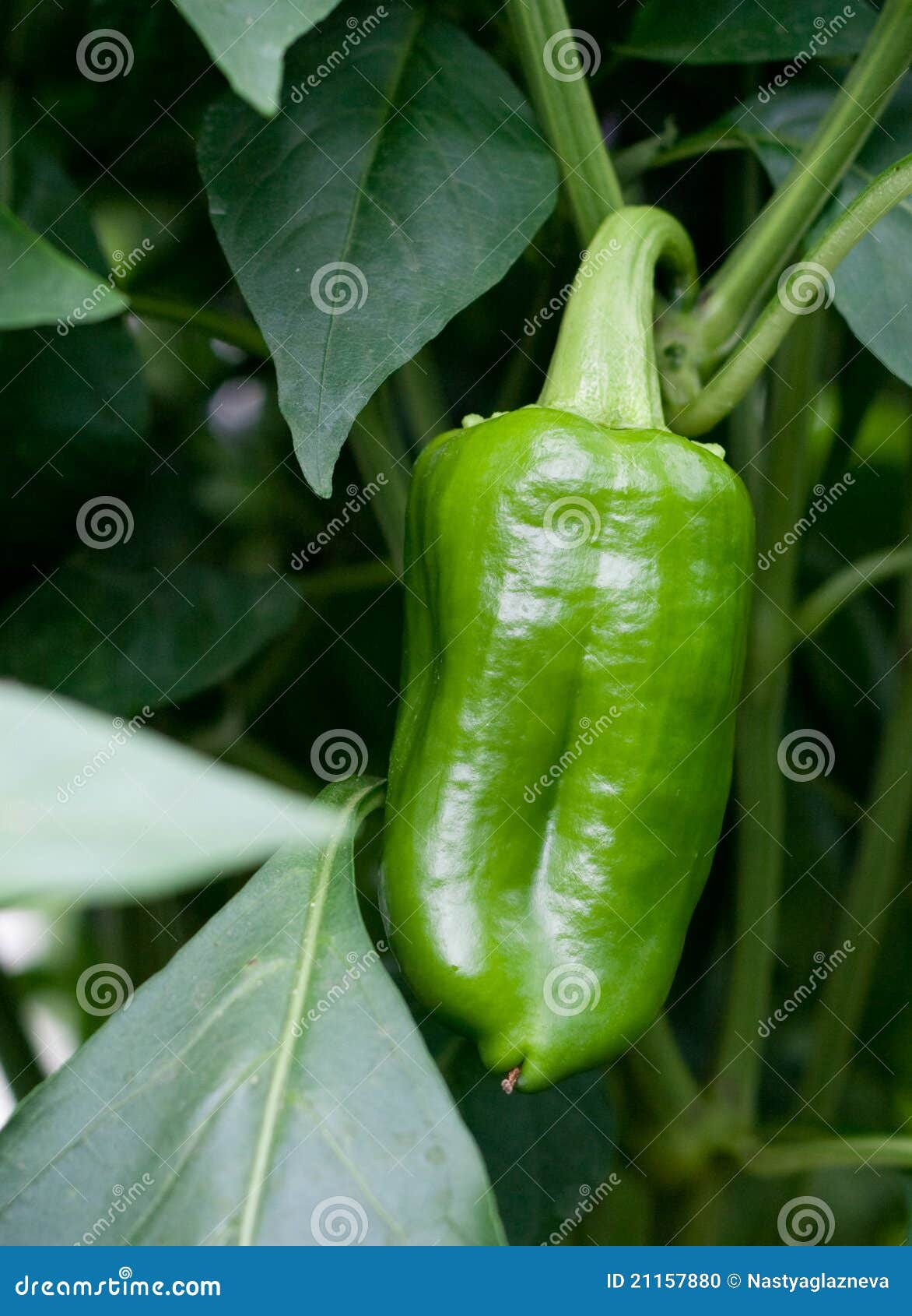 Green paprika on the bush stock photo. Image of vegetables - 21157880