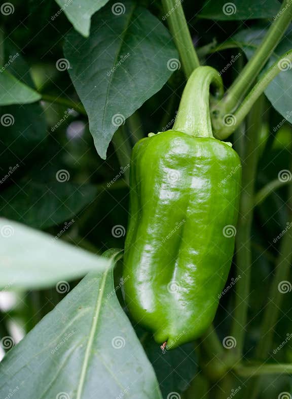 Green paprika on the bush stock photo. Image of vegetables - 21157880