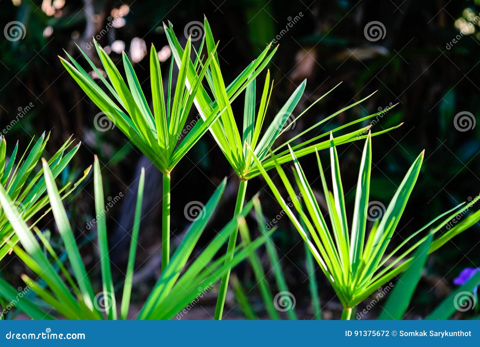Green papyrus laef stem stock photo. Image of egyptian - 91375672