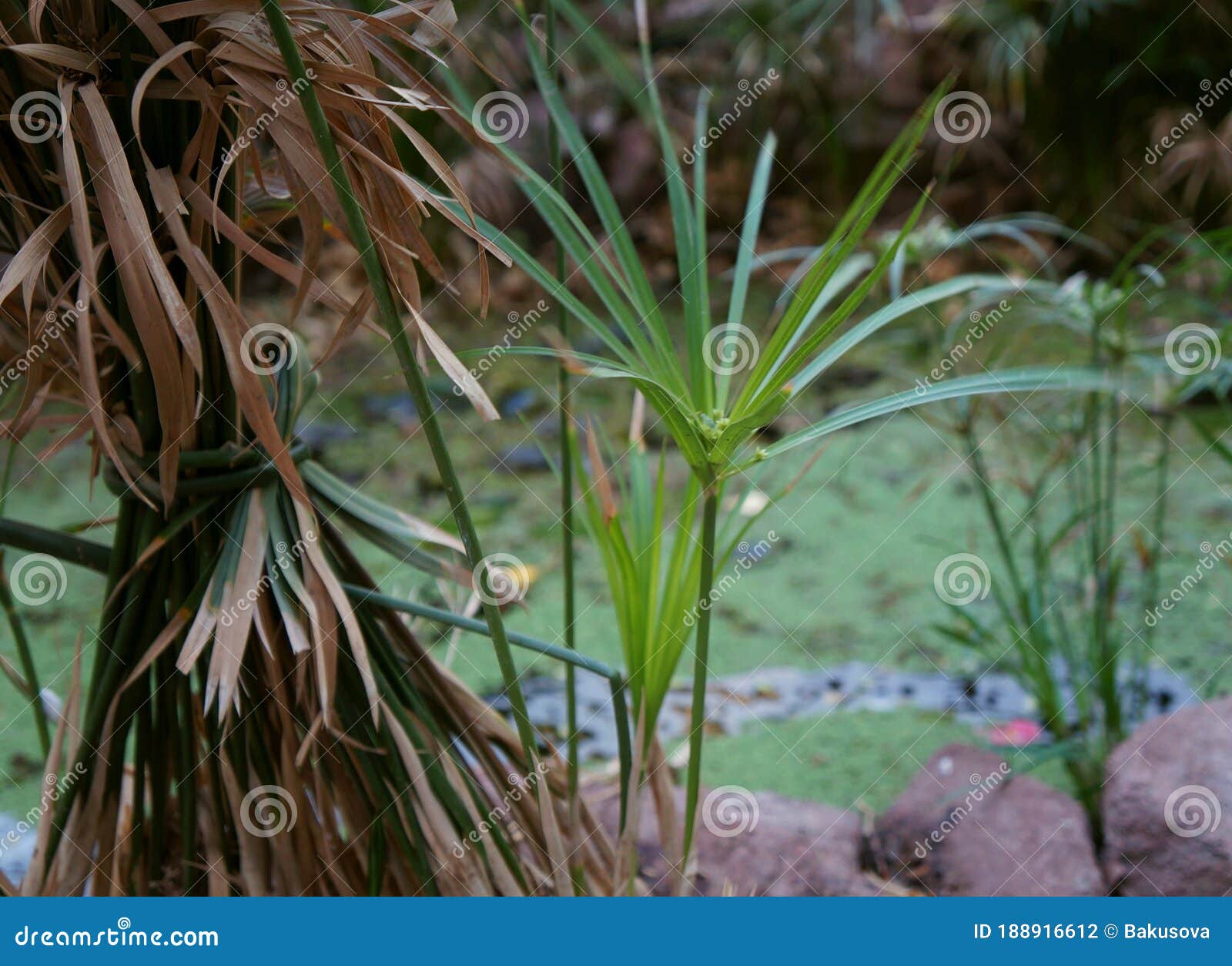 Green Papyrus Plant in Blossom Stock Photo - Image of exotic, garden ...
