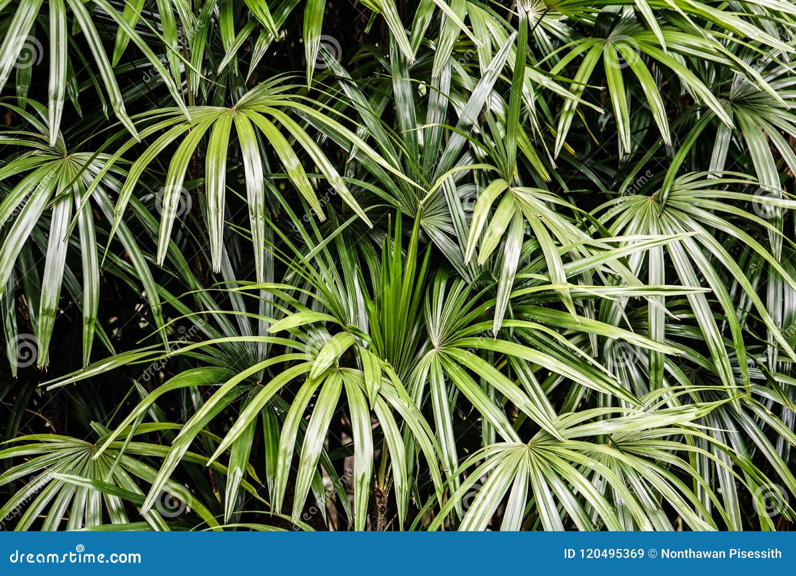 Green Papyrus Tree Plant Leaf Stock Image - Image of plant, forest ...