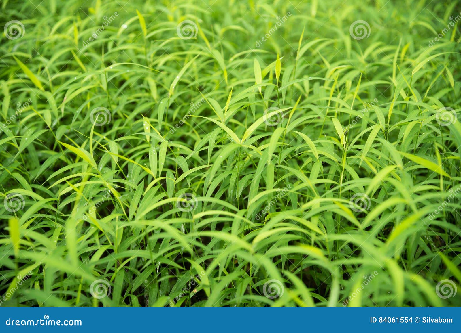 Green Para Grass Leaves Fresh Nature Background Stock Photo - Image of ...