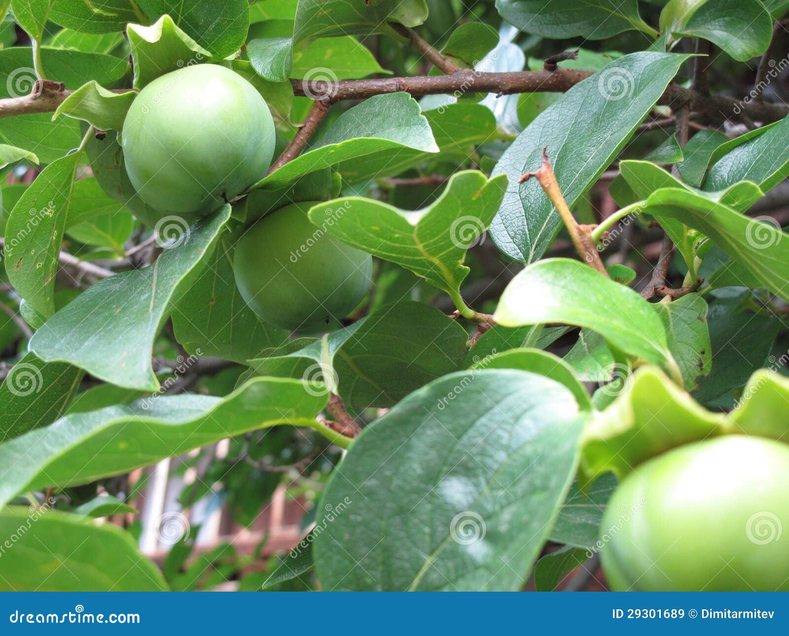 Green Paradise Apple Tree Stock Photos - Download 745 Royalty Free Photos