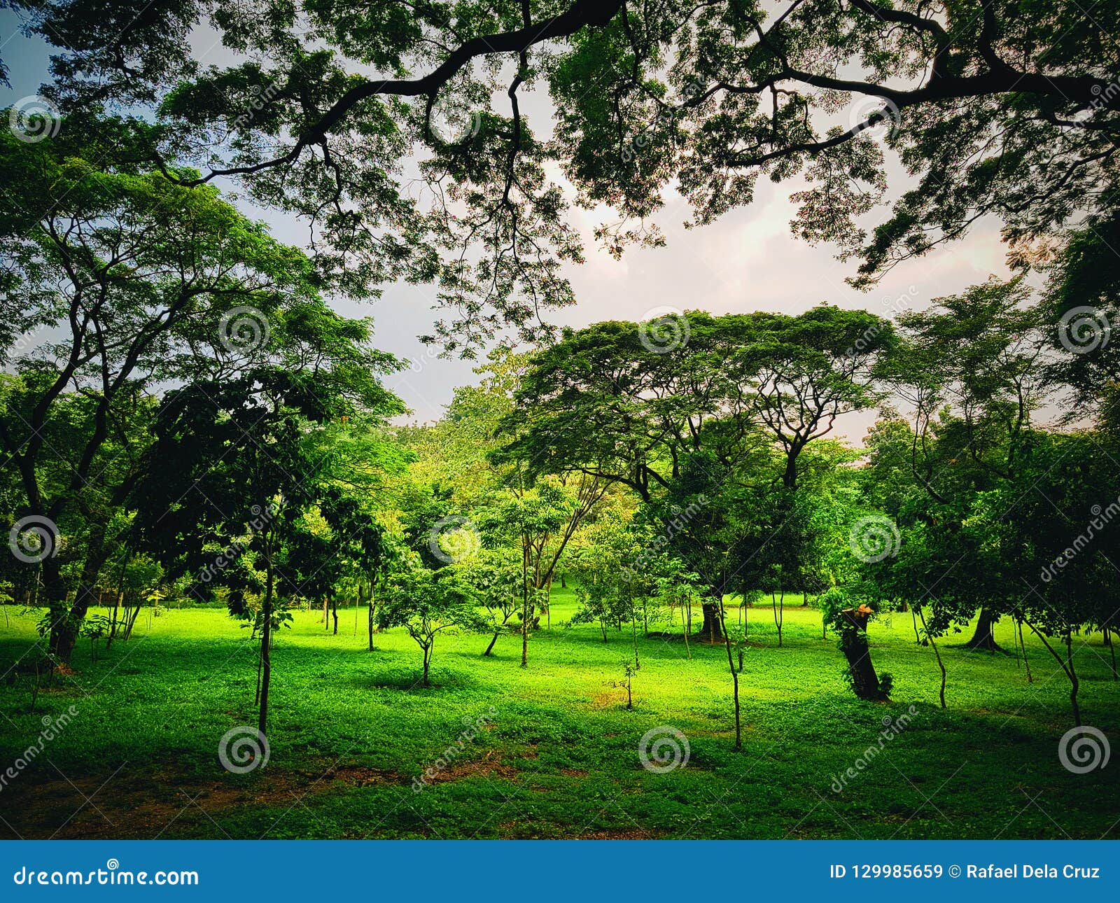 Green Paradise stock image. Image of green, processed - 129985659