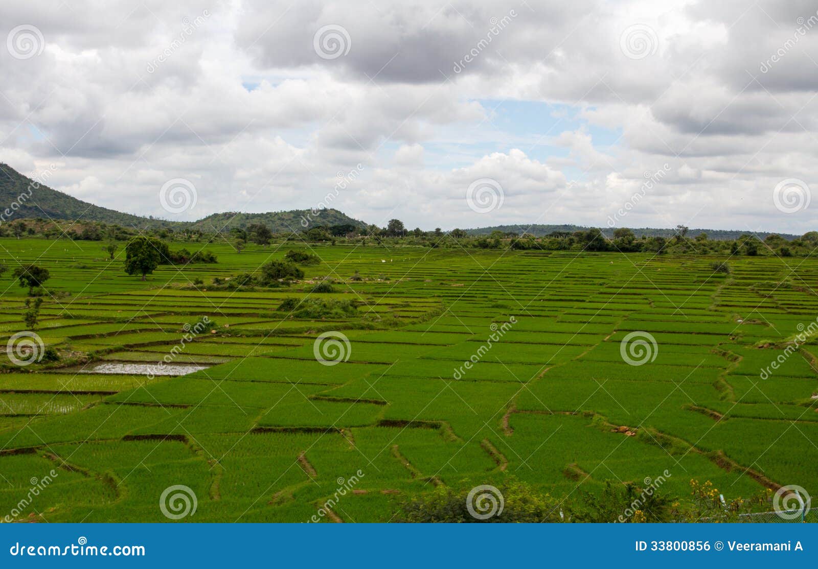 Green Paradise In Sri Lanka Royalty-Free Stock Image | CartoonDealer ...