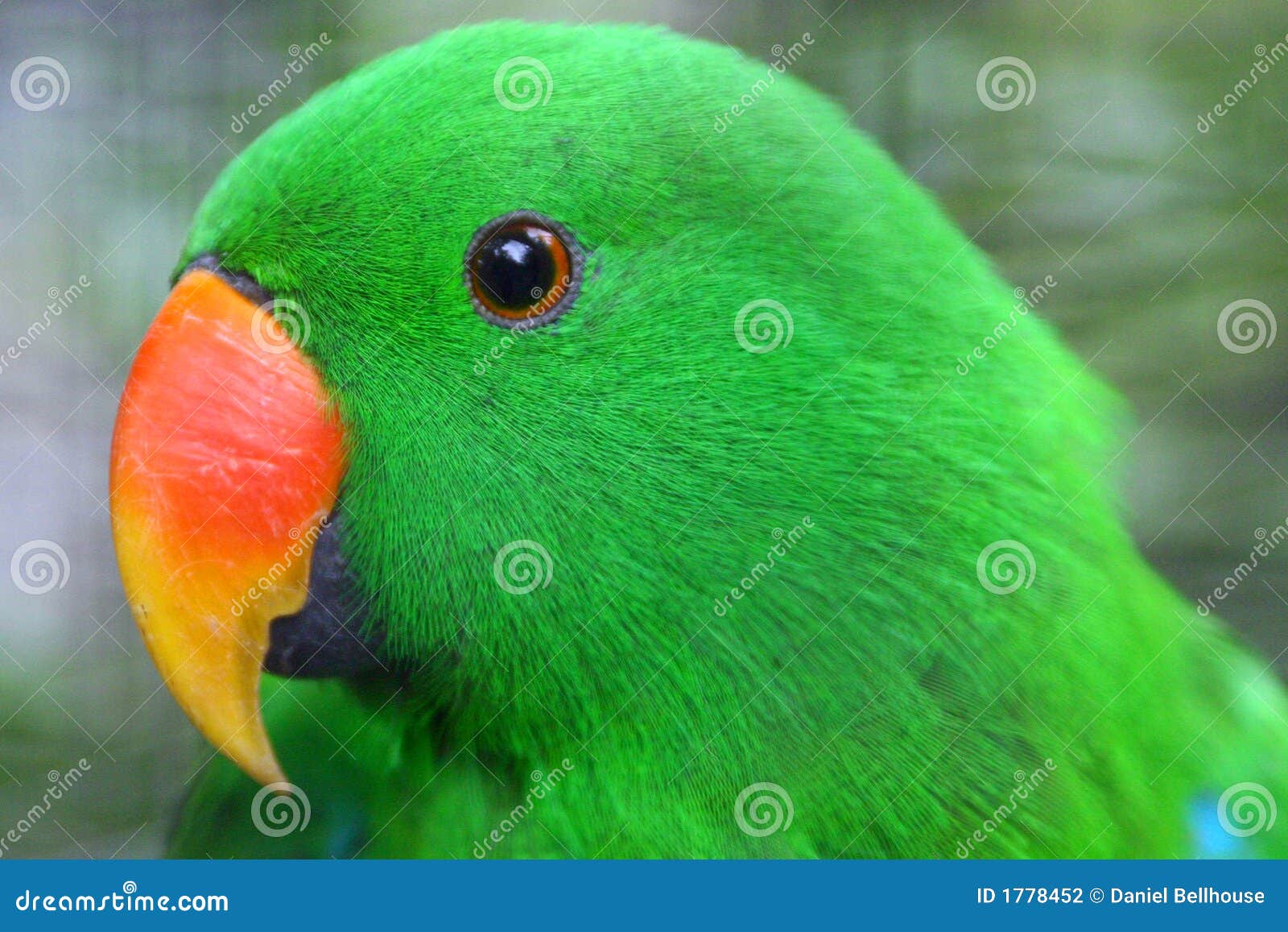 Green Parakeet stock photo. Image of feather, wildlife - 1778452